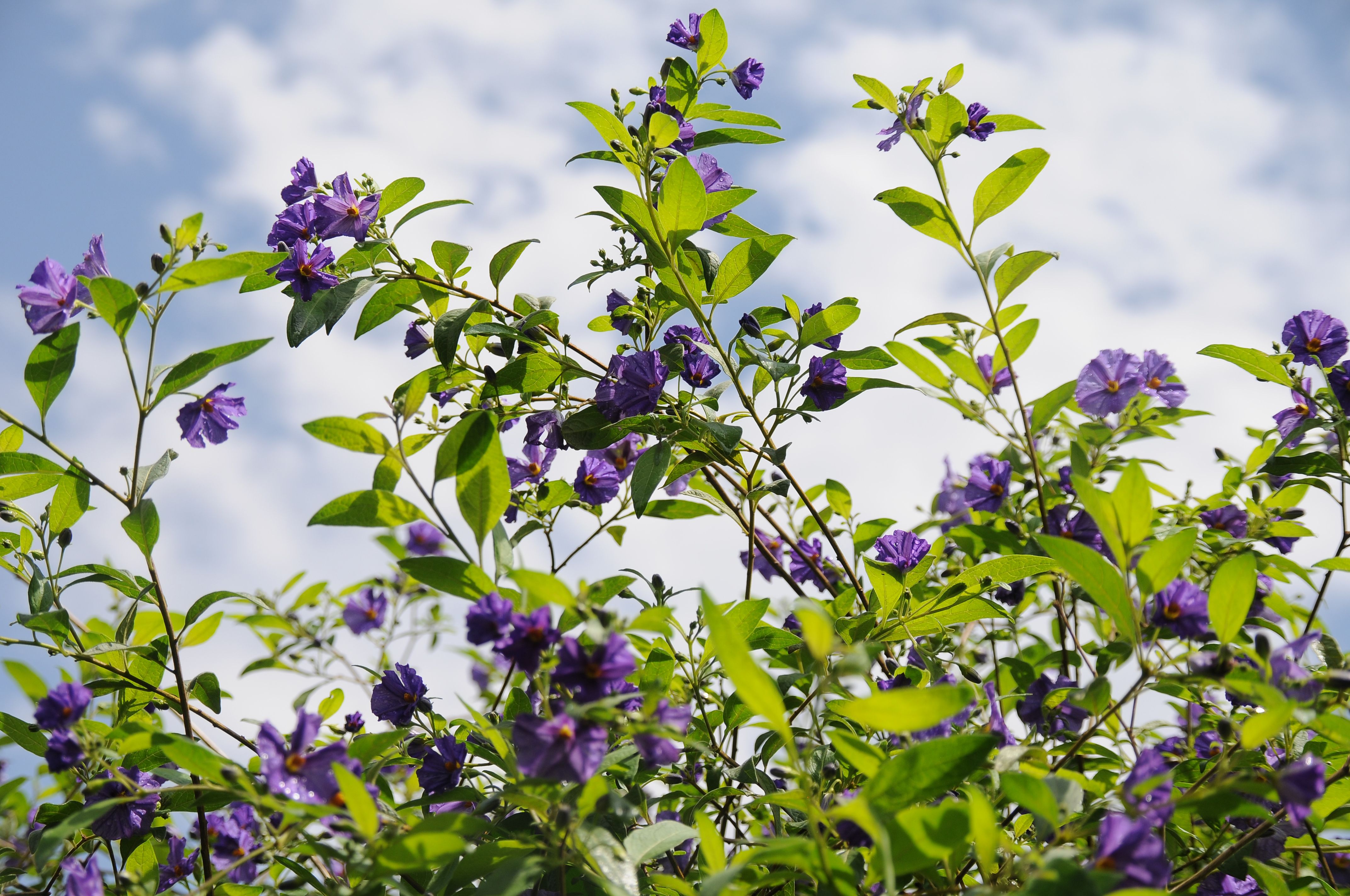 Shrub with Purple Flowers · Free Stock Photo