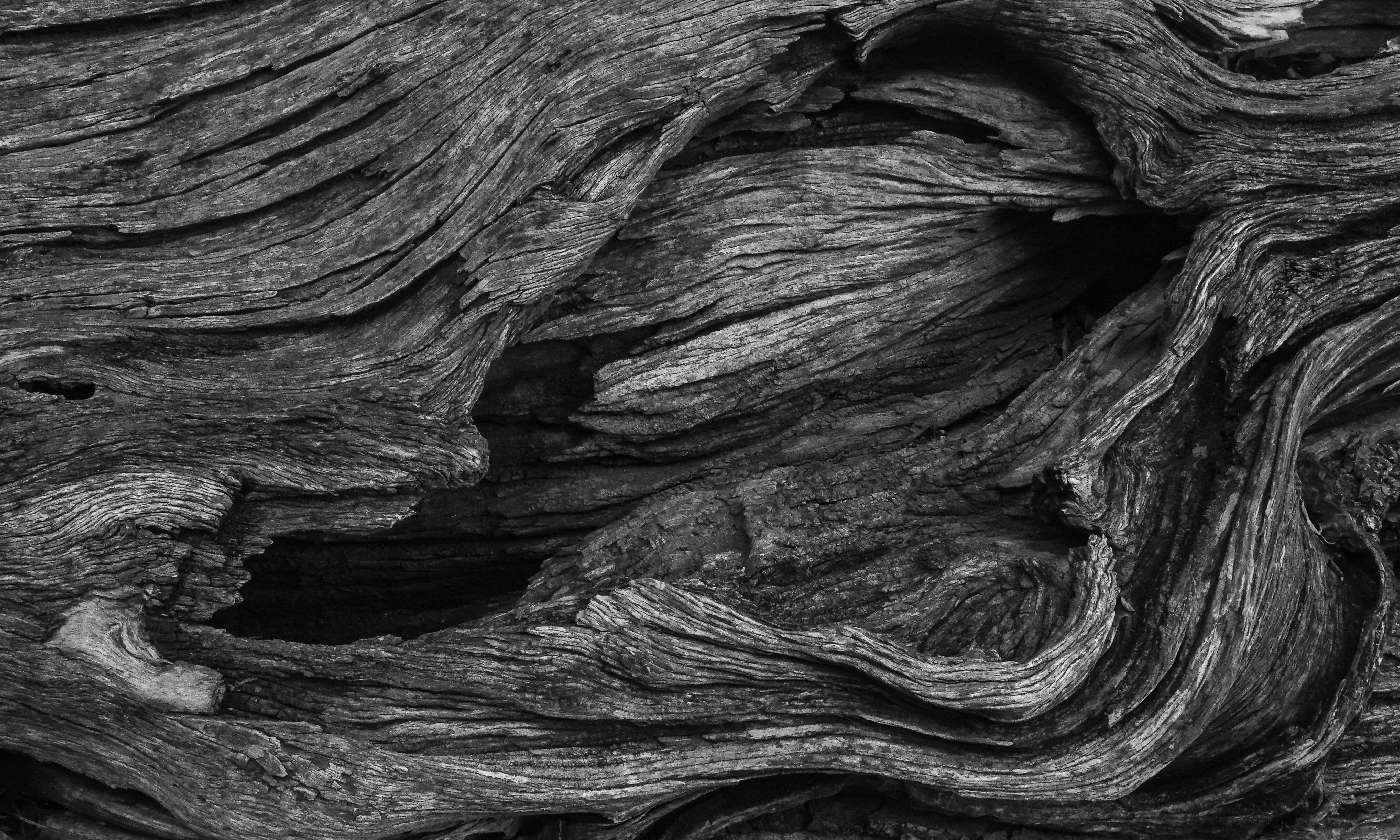 A Grayscale Photo of a Wood · Free Stock Photo