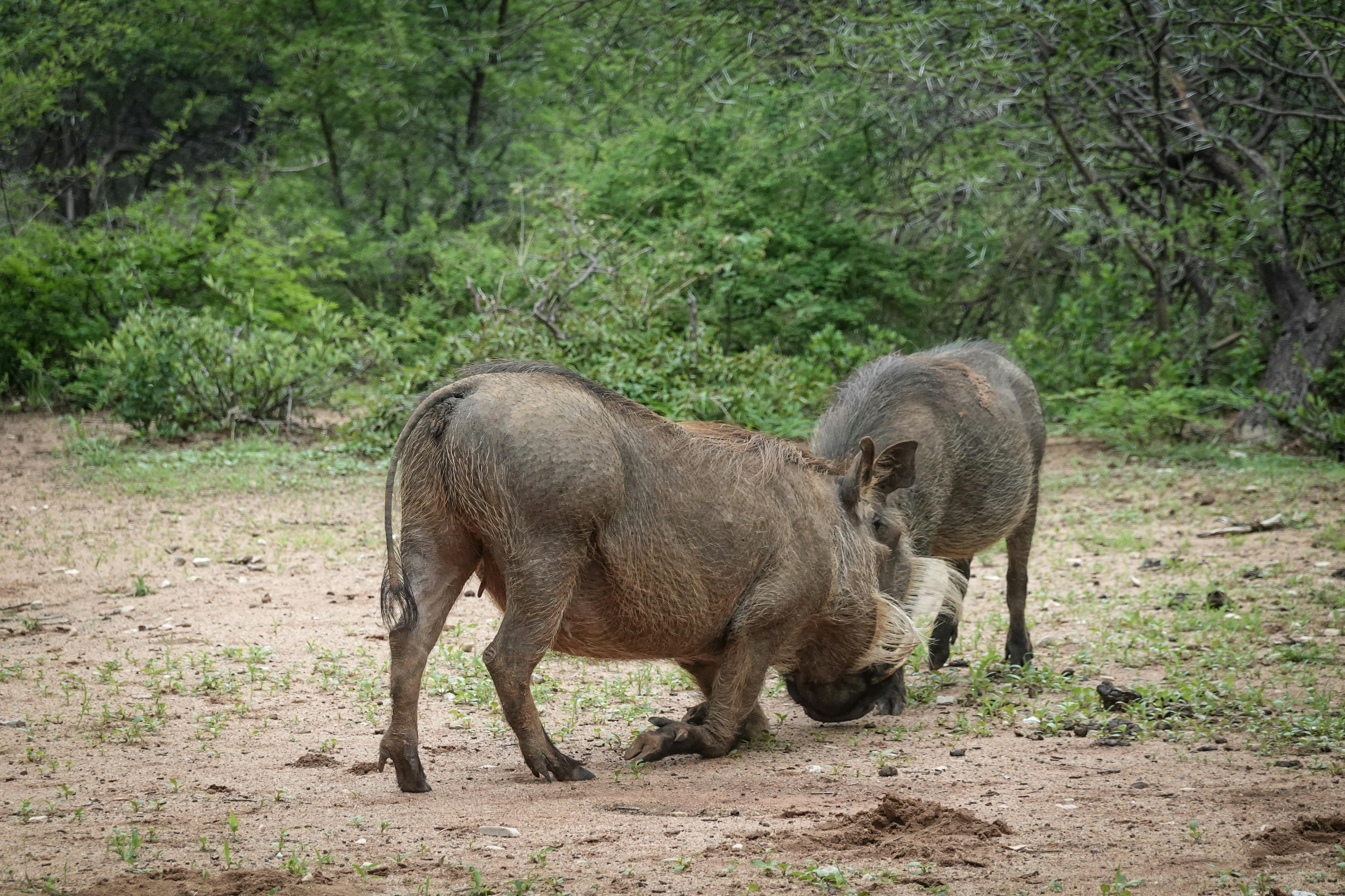 Warthogs Fighting · Free Stock Photo