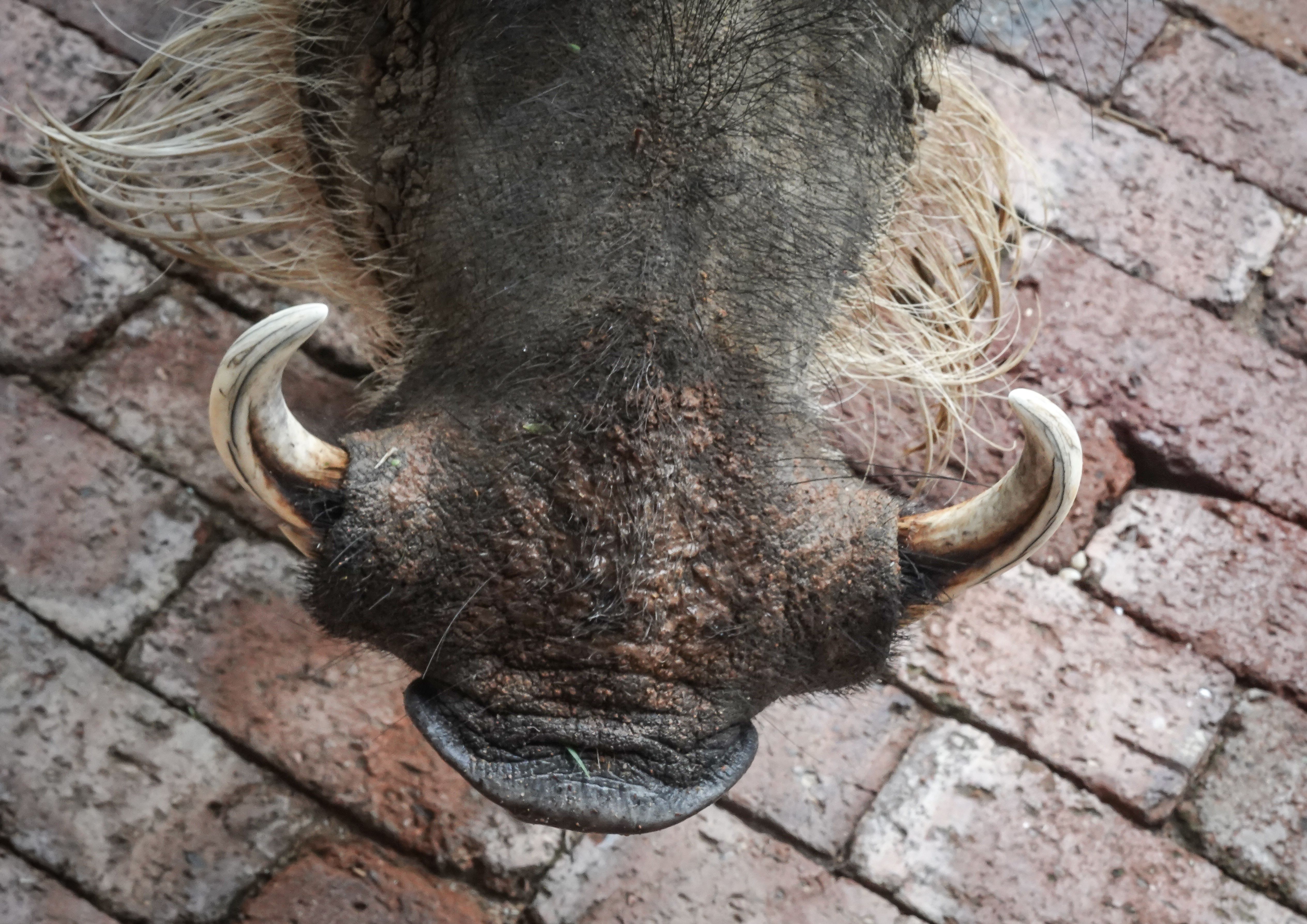 Close Up of Warthog Snout · Free Stock Photo