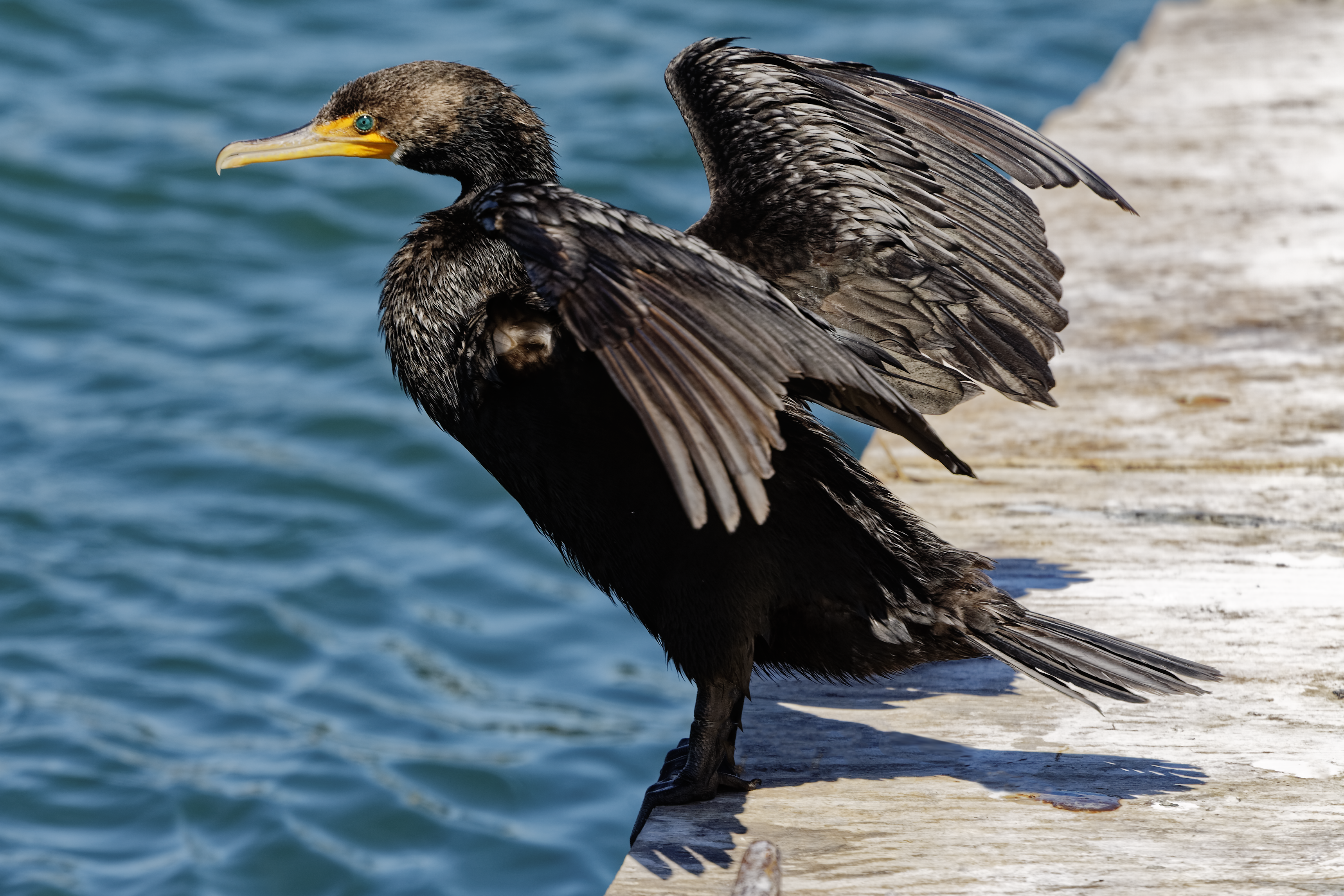 Close-up of a Cormorant Standing by the Water · Free Stock Photo