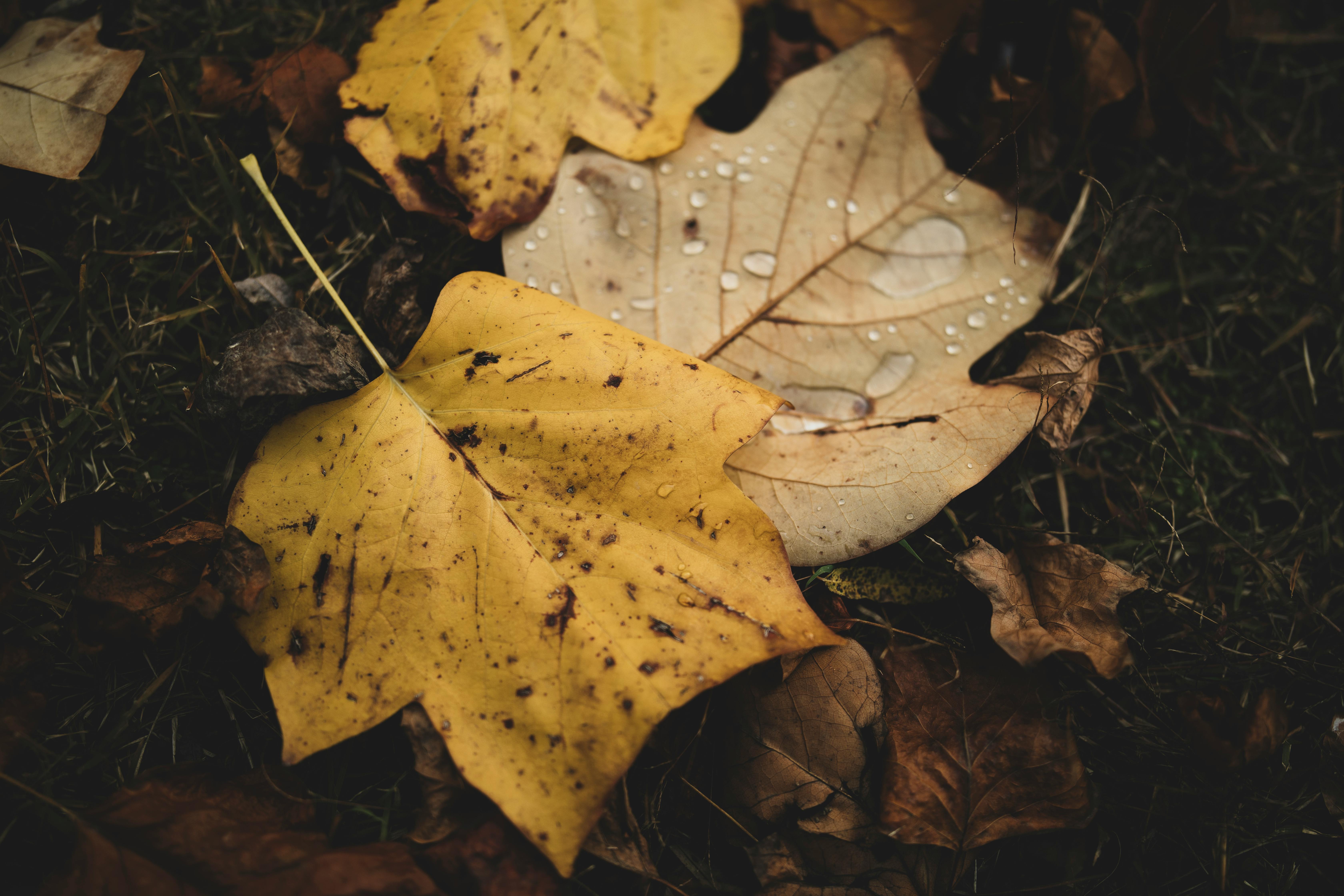 Water Droplets on Yellow Dried Leaves · Free Stock Photo