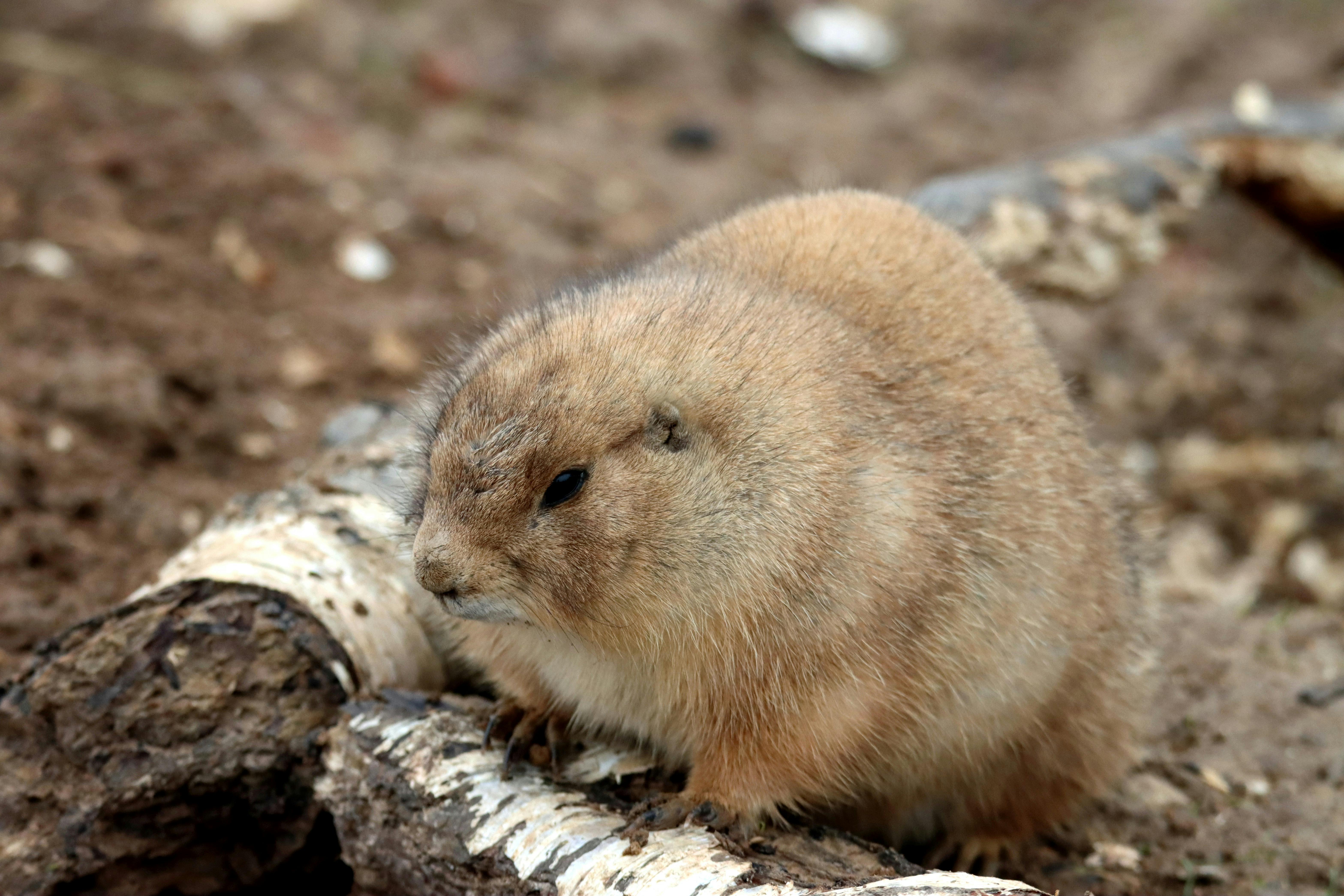 Brown and Gray Prairie Dog · Free Stock Photo