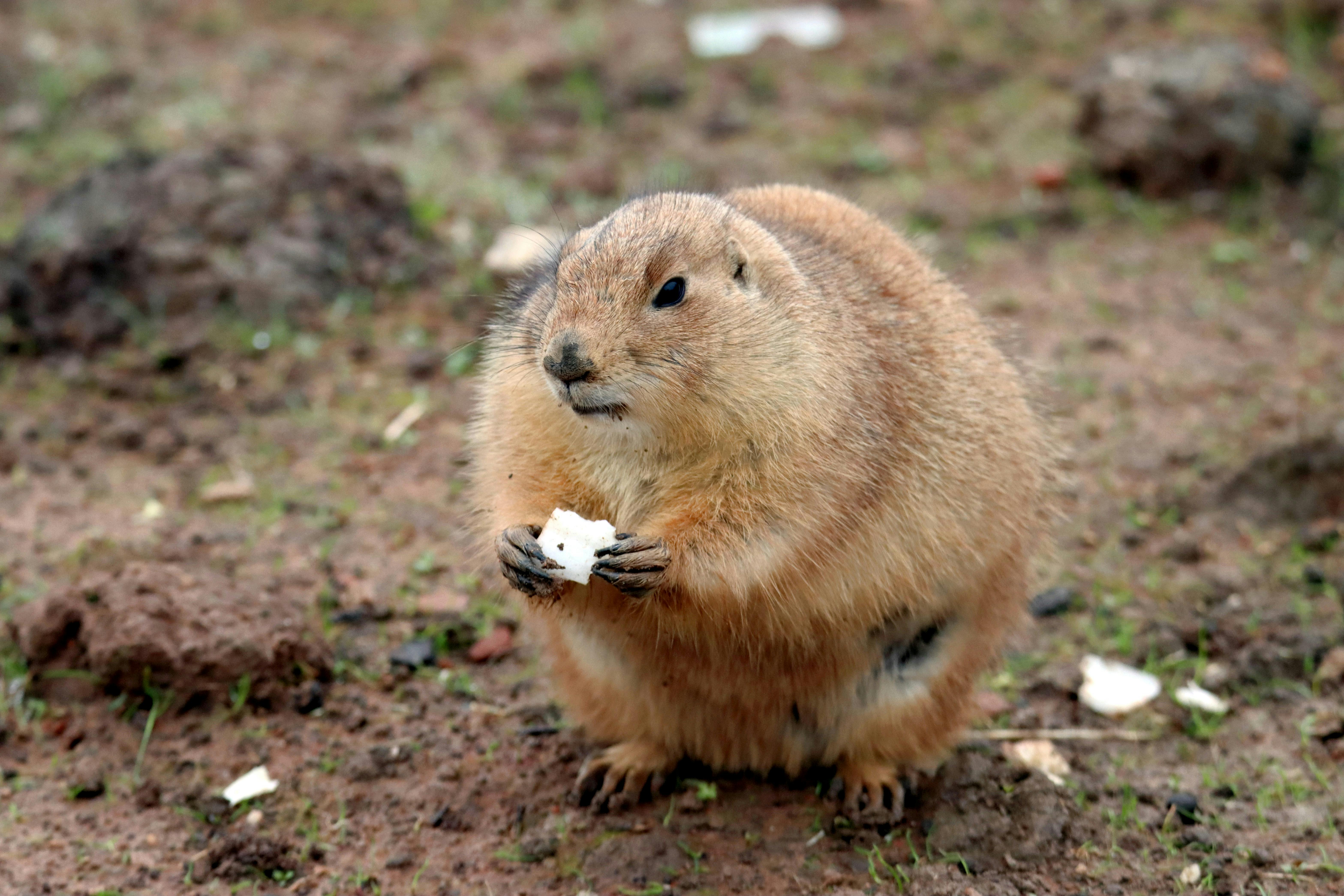Brown and Gray Prairie Dog · Free Stock Photo