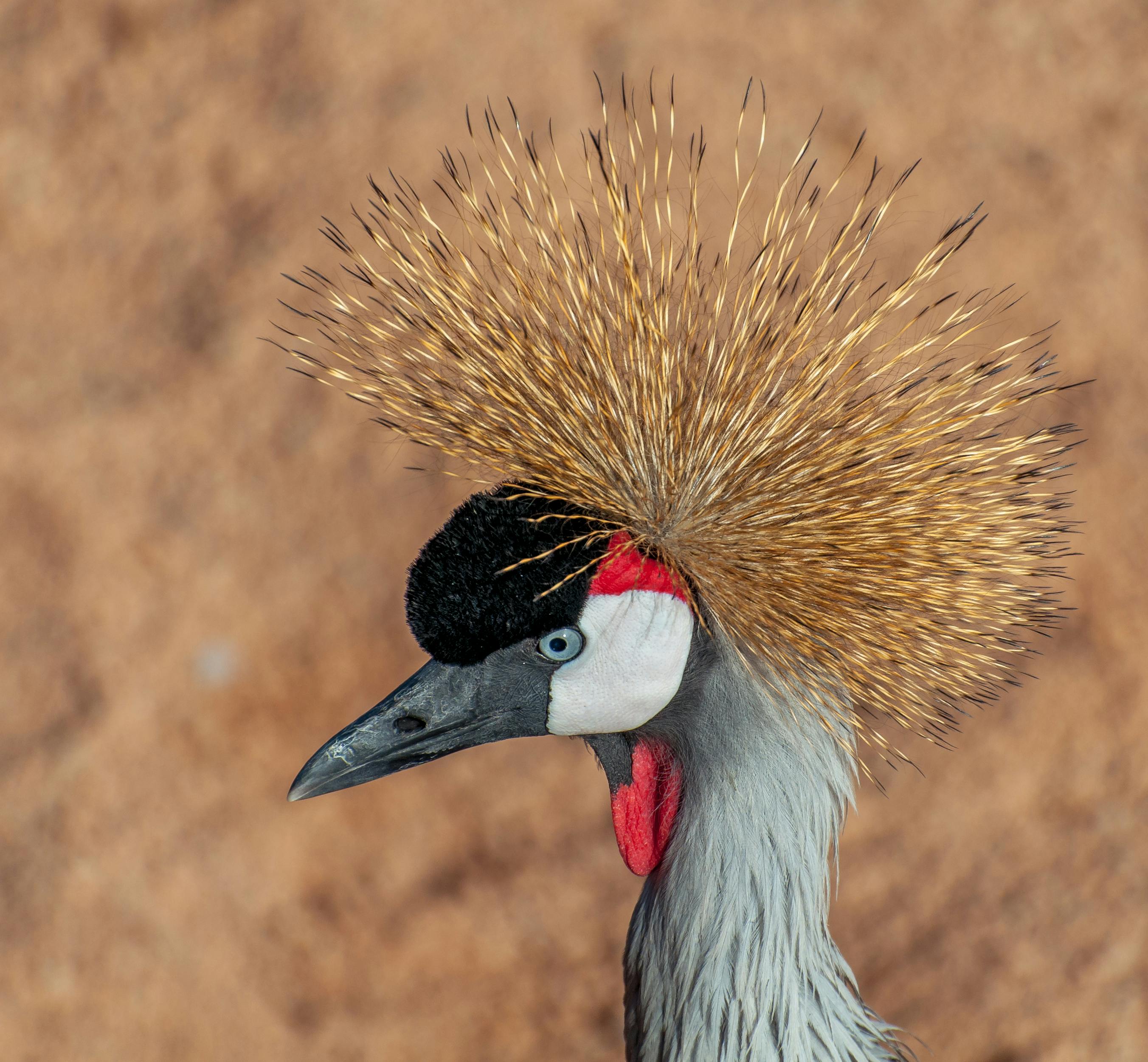 Close-Up Shot of a Grey Crowned Crane · Free Stock Photo