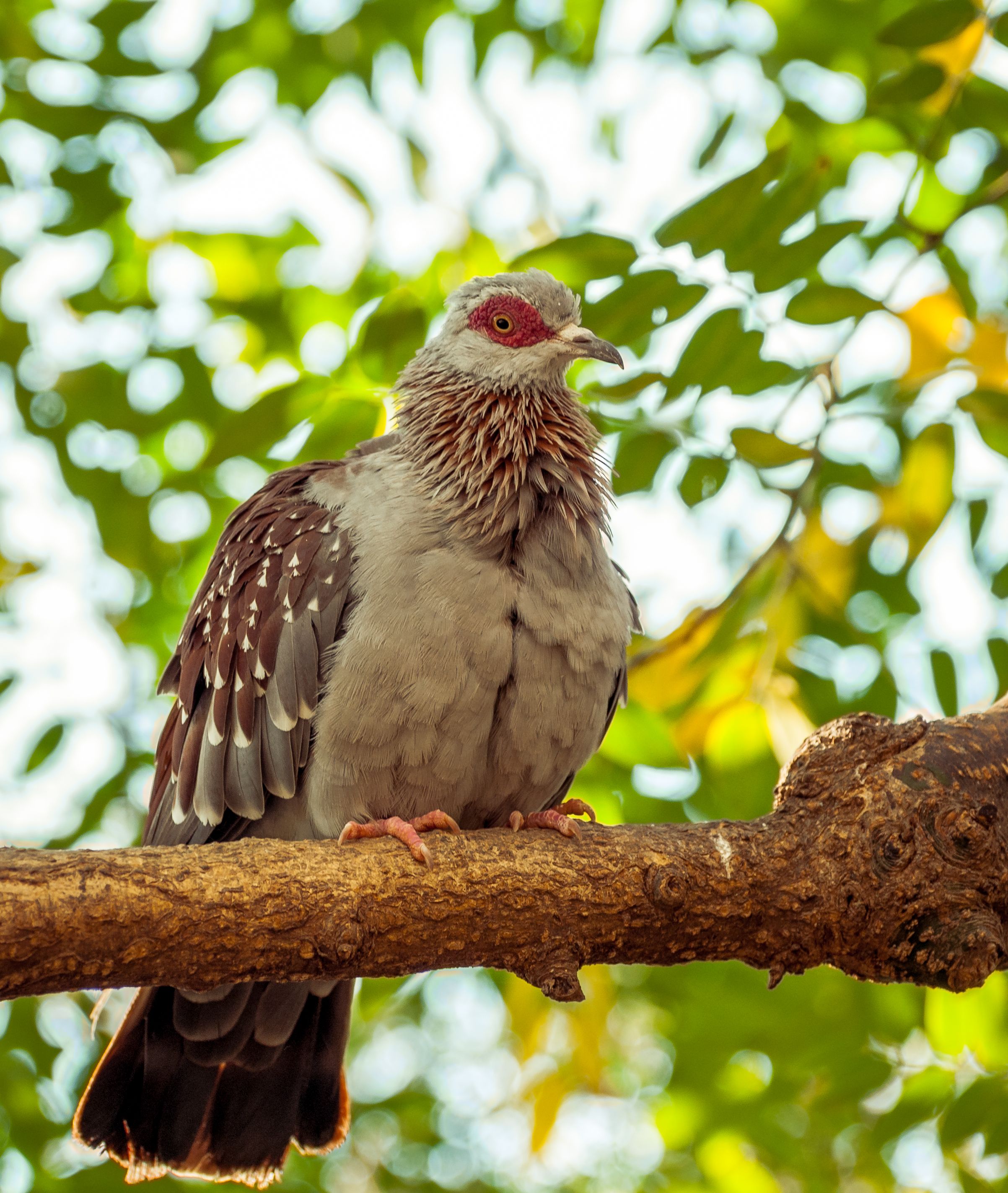 Pied Imperial Pigeons on Brown Tree Branch · Free Stock Photo