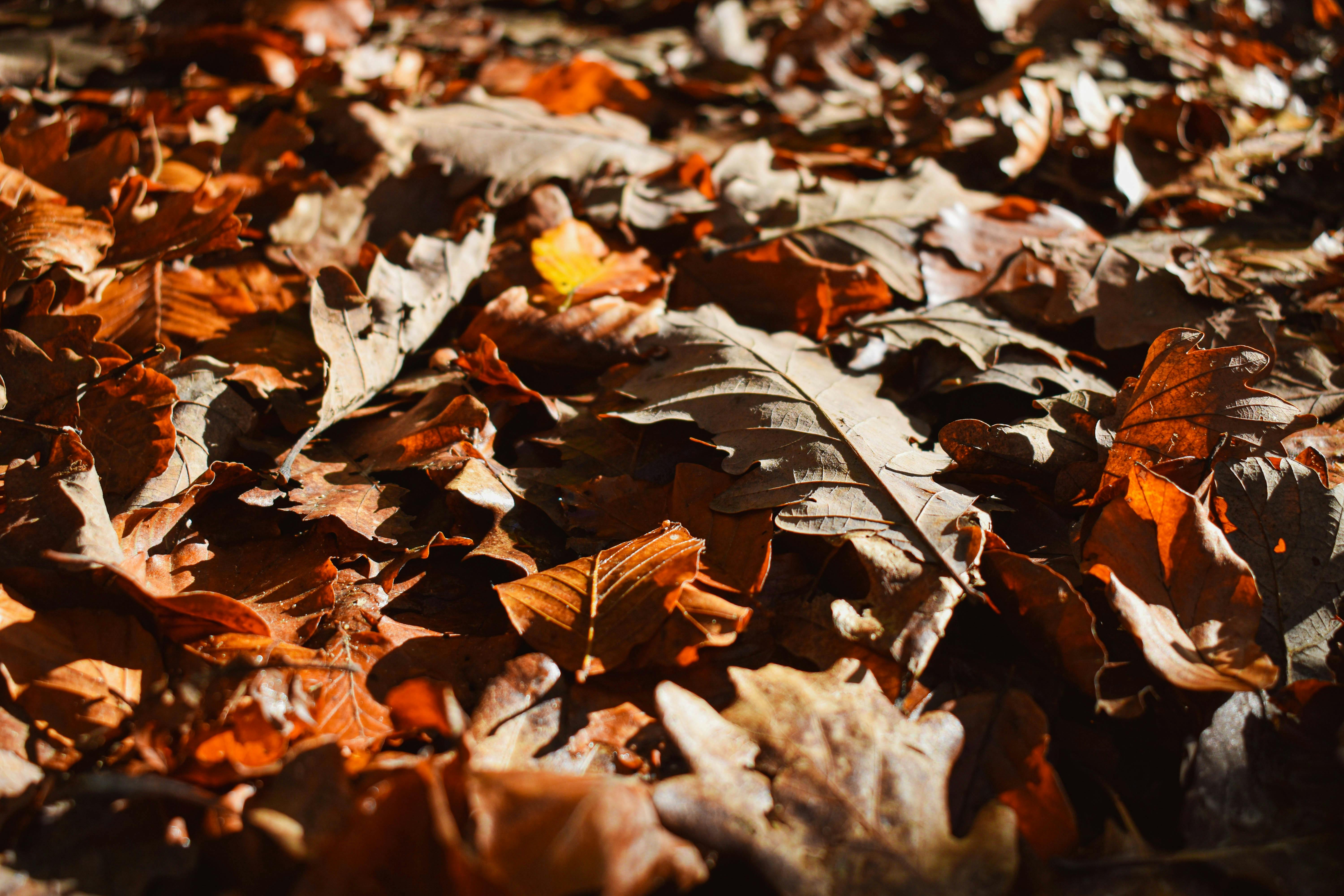 Close up of Dry Leaf · Free Stock Photo