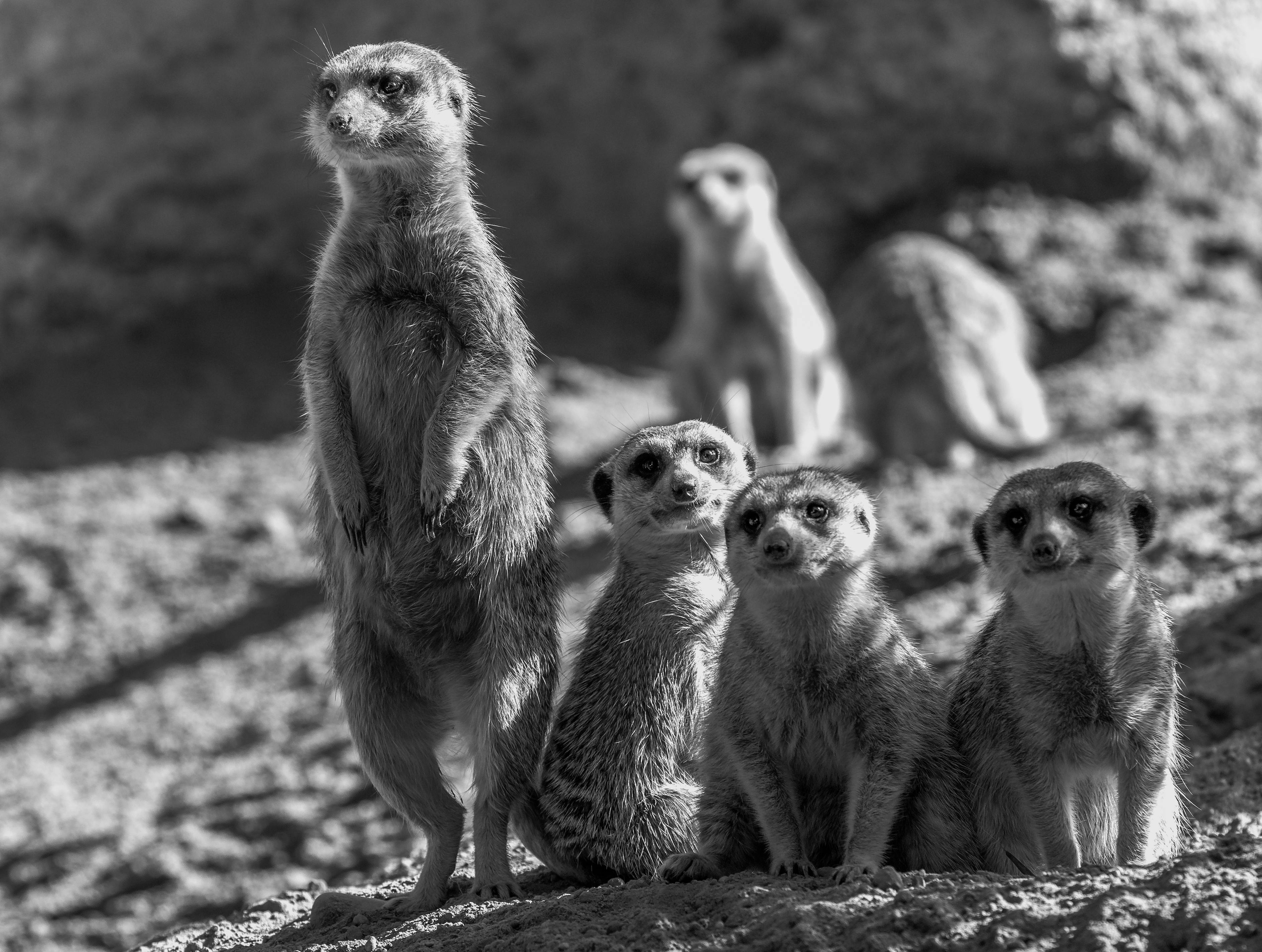 Funny Pics Photos, Download The BEST Free Funny Pics Stock Photos & HD ...