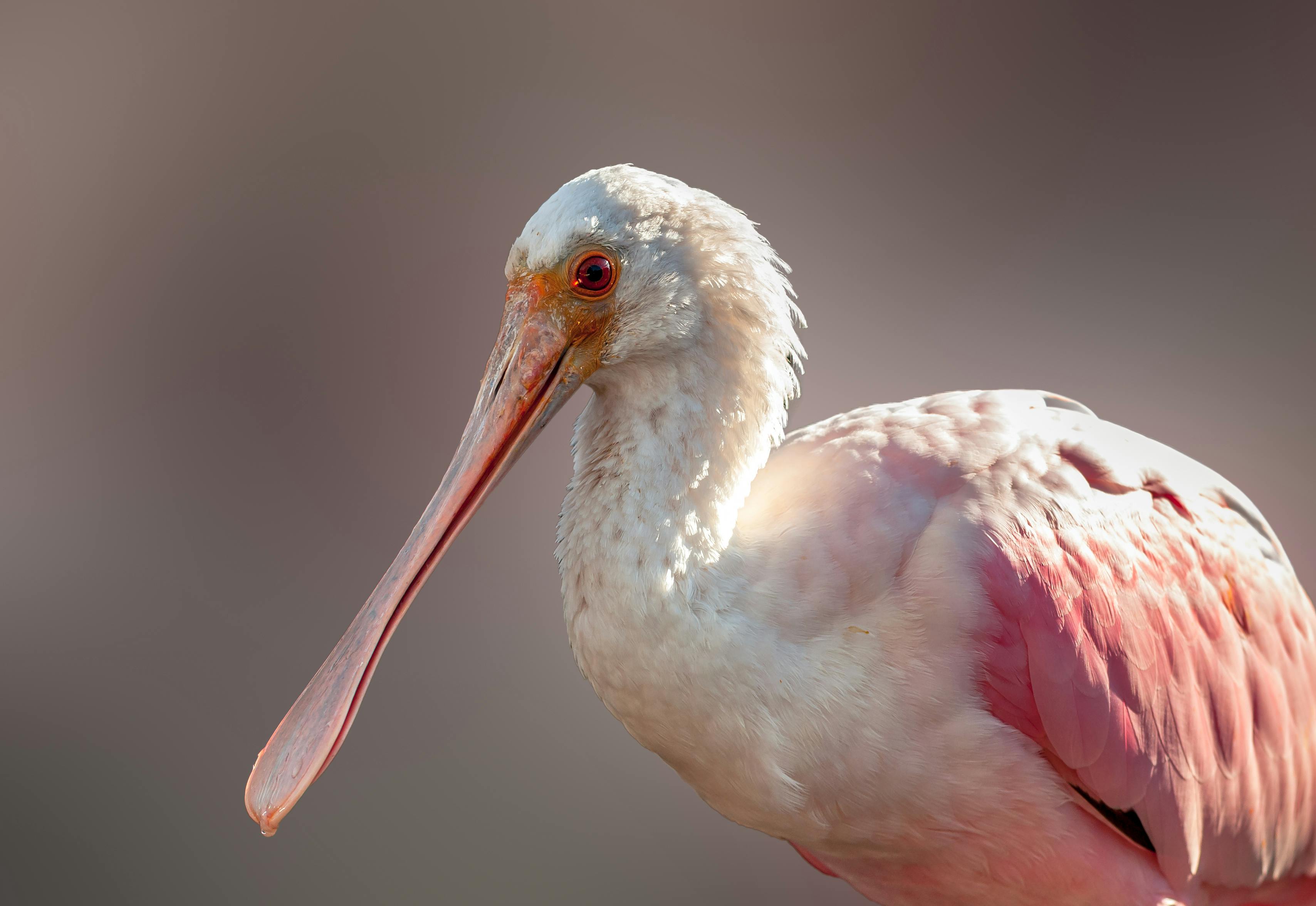 Roseate Spoonbill Bird · Free Stock Photo