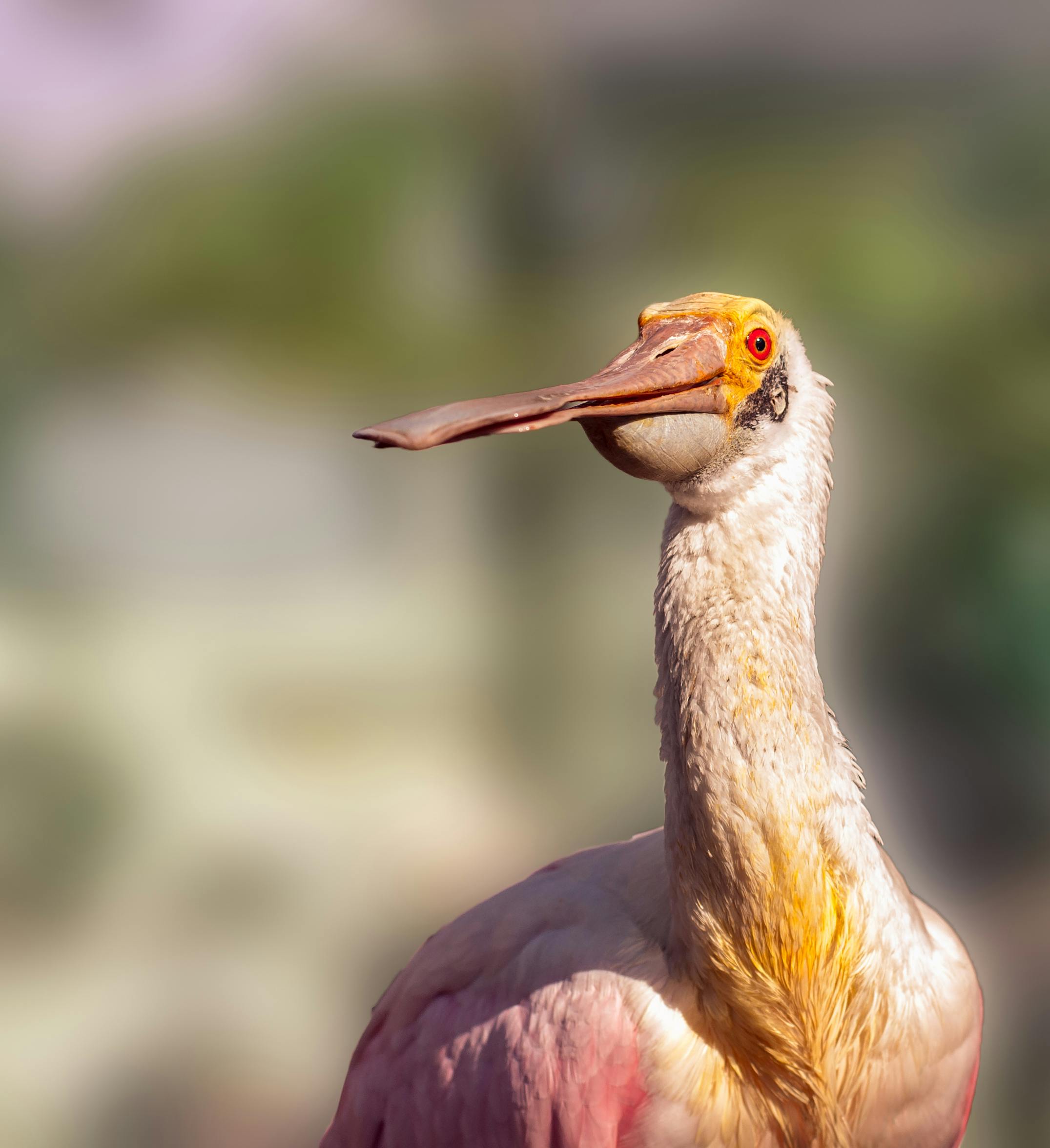 Close Up Photo of a Spoonbill · Free Stock Photo
