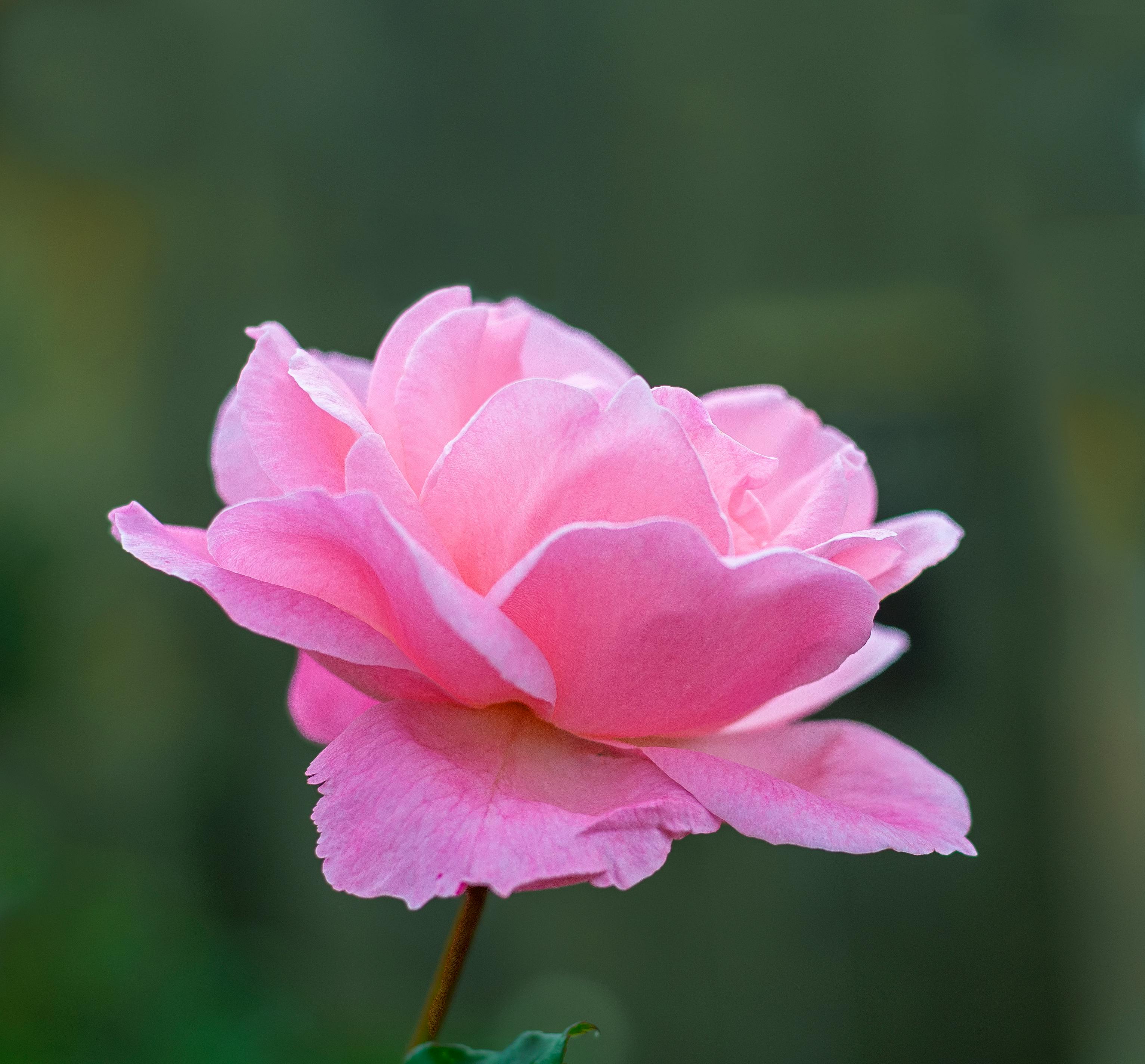 Close-up Photo of Pink Garden Rose Flowers · Free Stock Photo