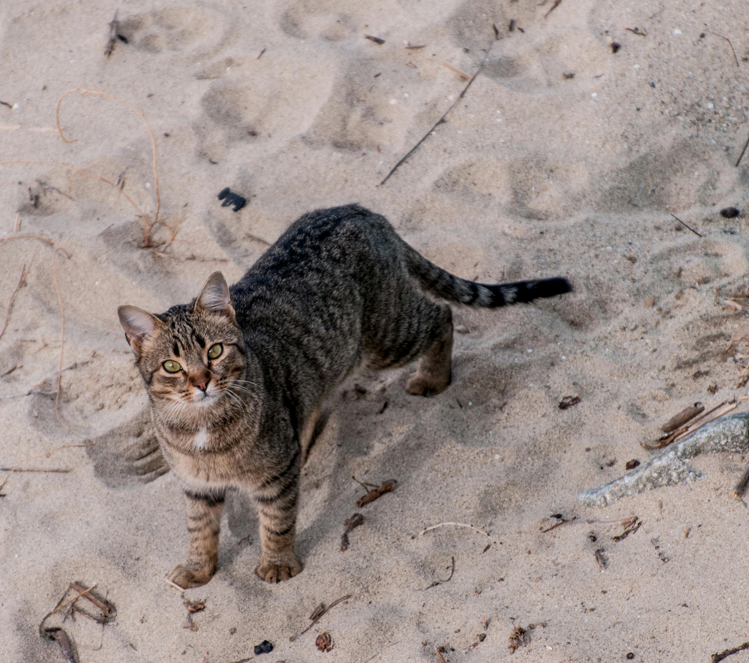 A Cat on the Sand · Free Stock Photo