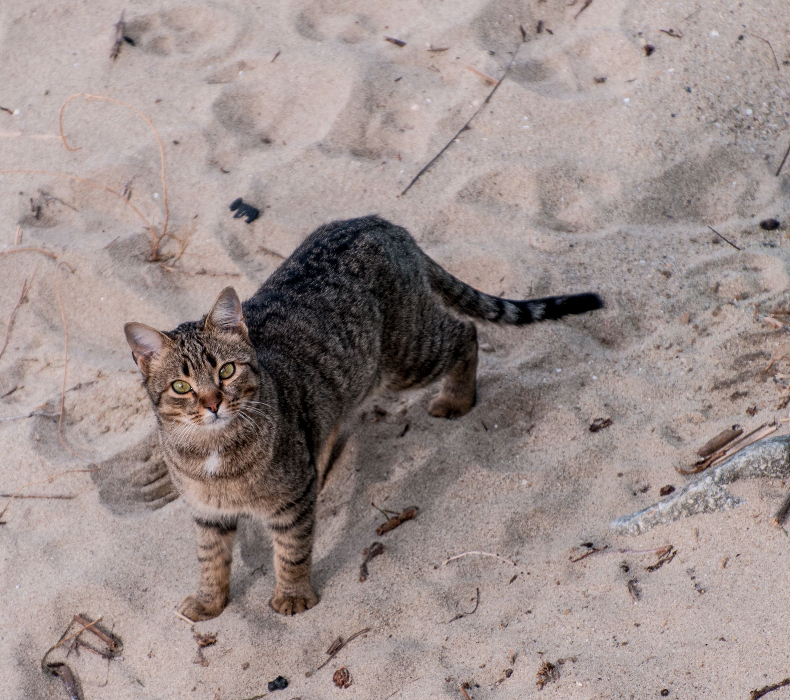 Sand Cat Photos, Download The BEST Free Sand Cat Stock Photos & HD Images