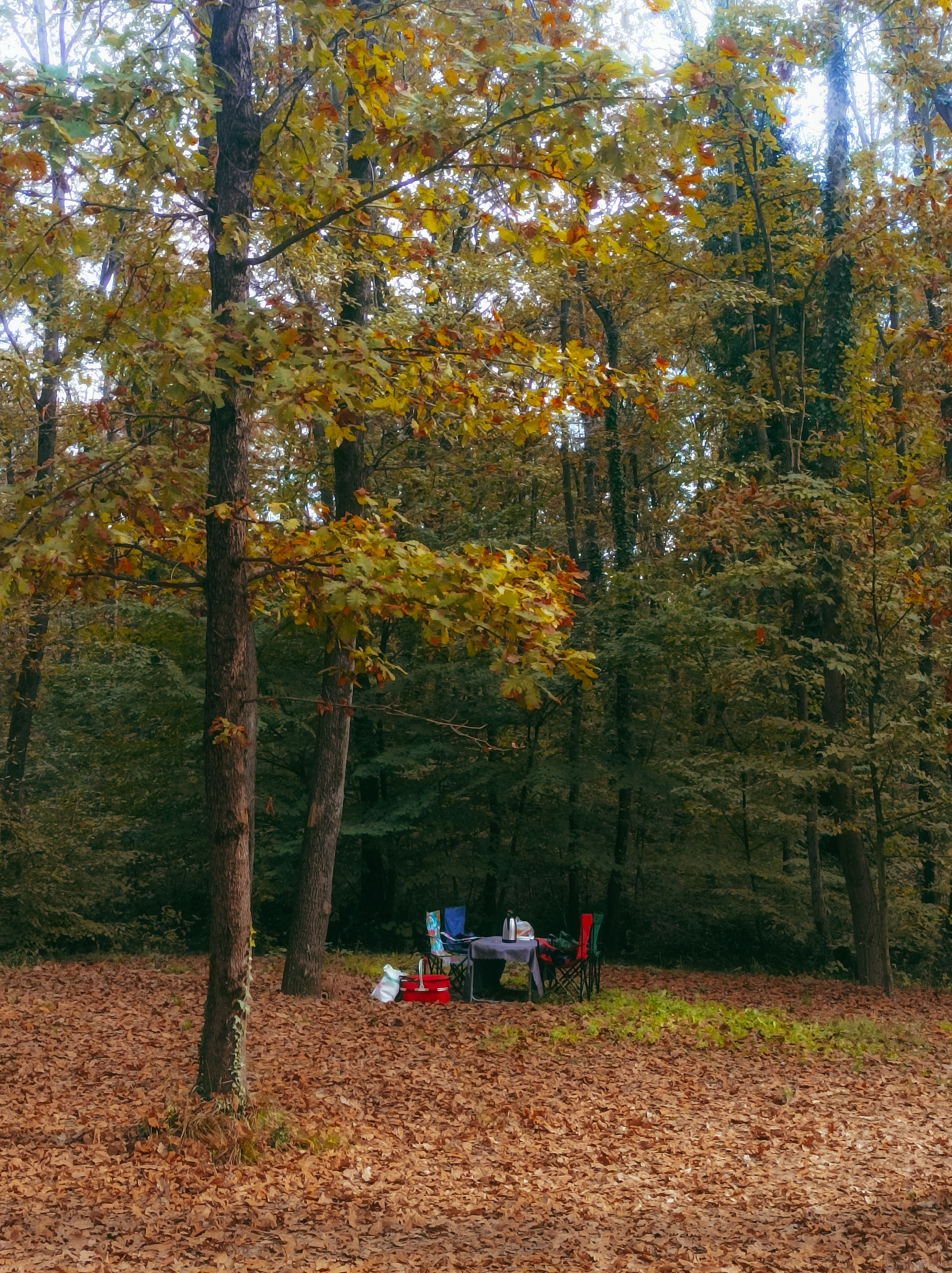 Campsite in Autumn Forest · Free Stock Photo