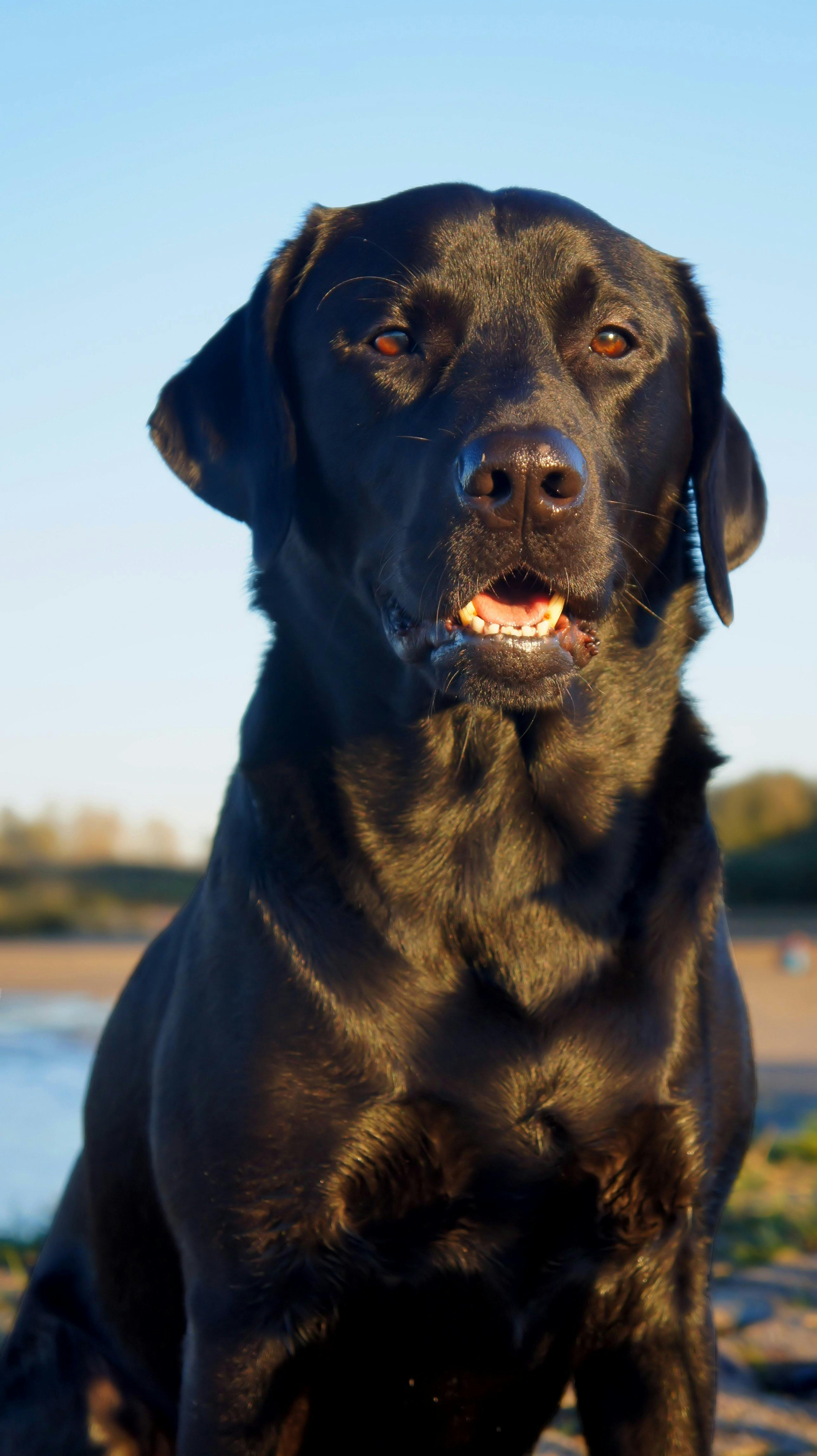 Close Up Photo of Black Labrador · Free Stock Photo