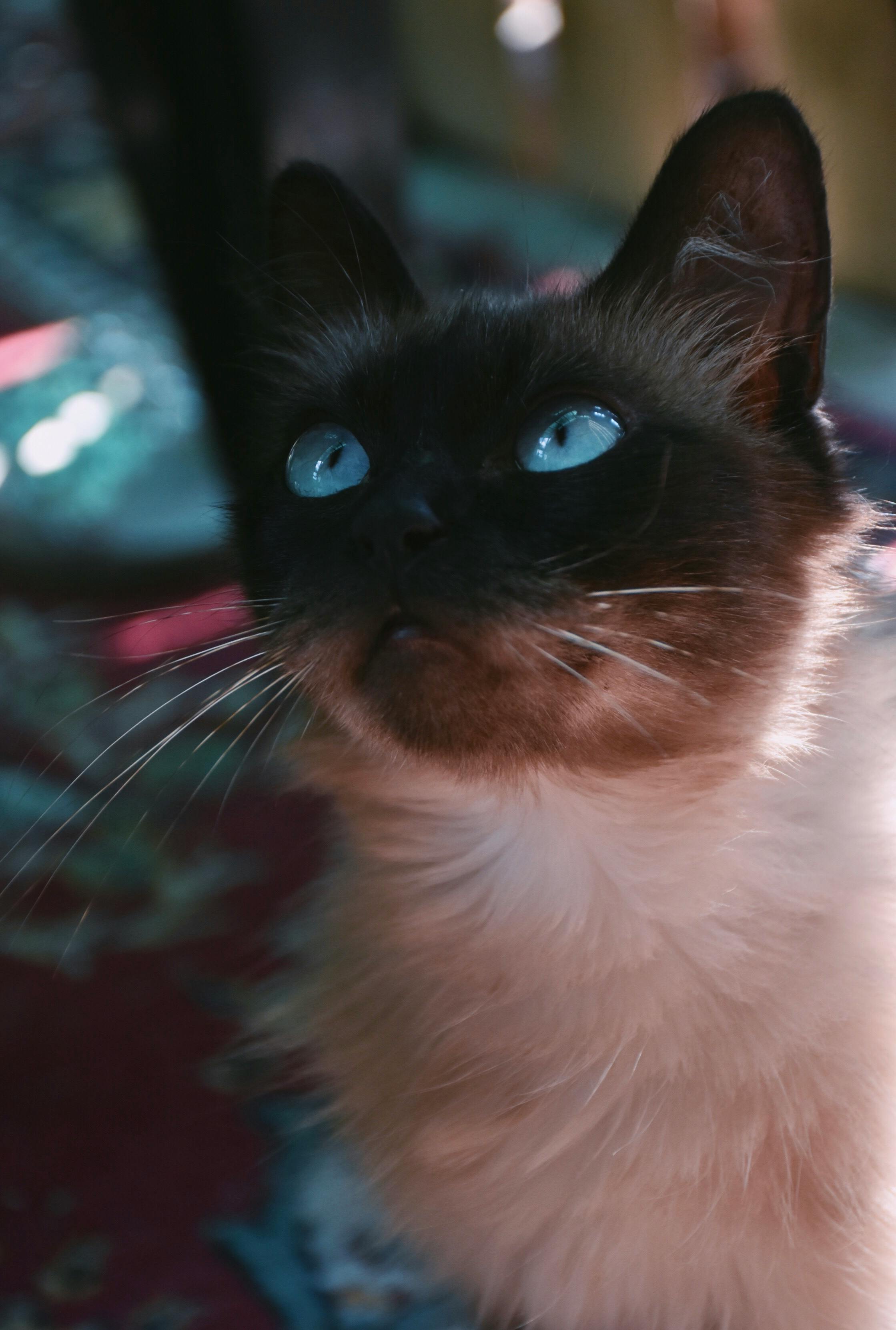 Mexican Cat Photos, Download Free Mexican Cat Stock Photos & HD Images