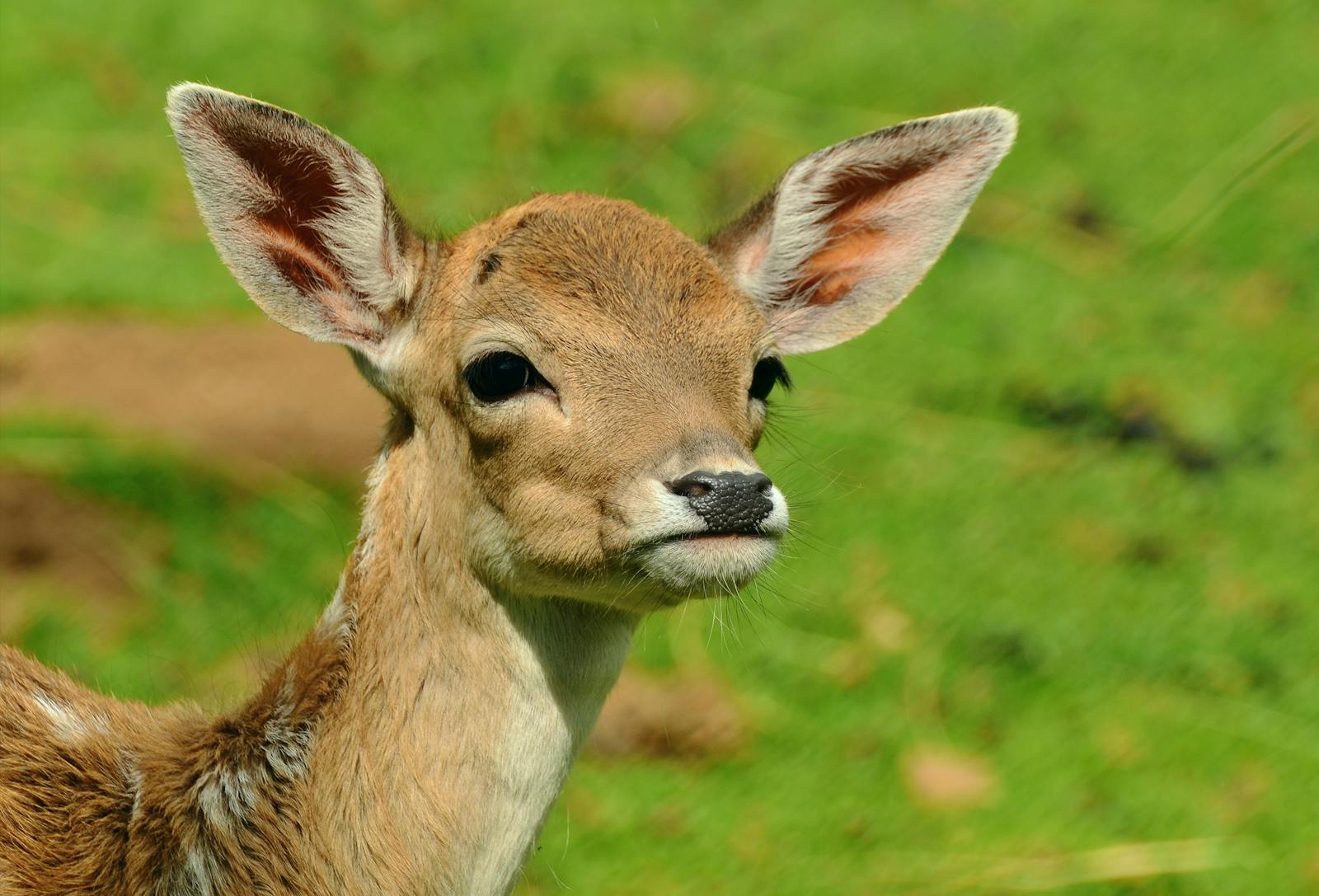Baby Deer Photos, Download The BEST Free Baby Deer Stock Photos & HD Images