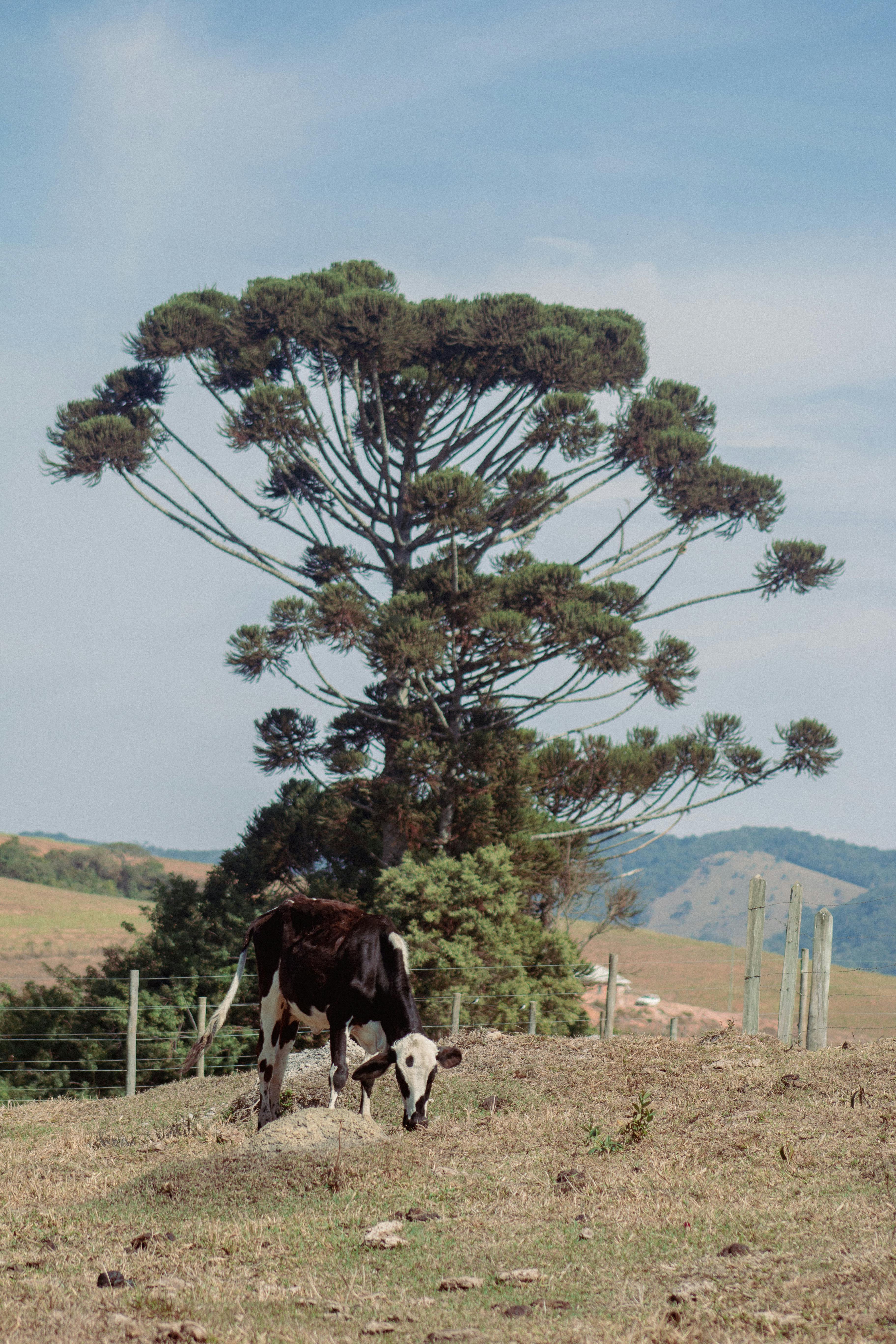 A Cow Near a Green Tree · Free Stock Photo