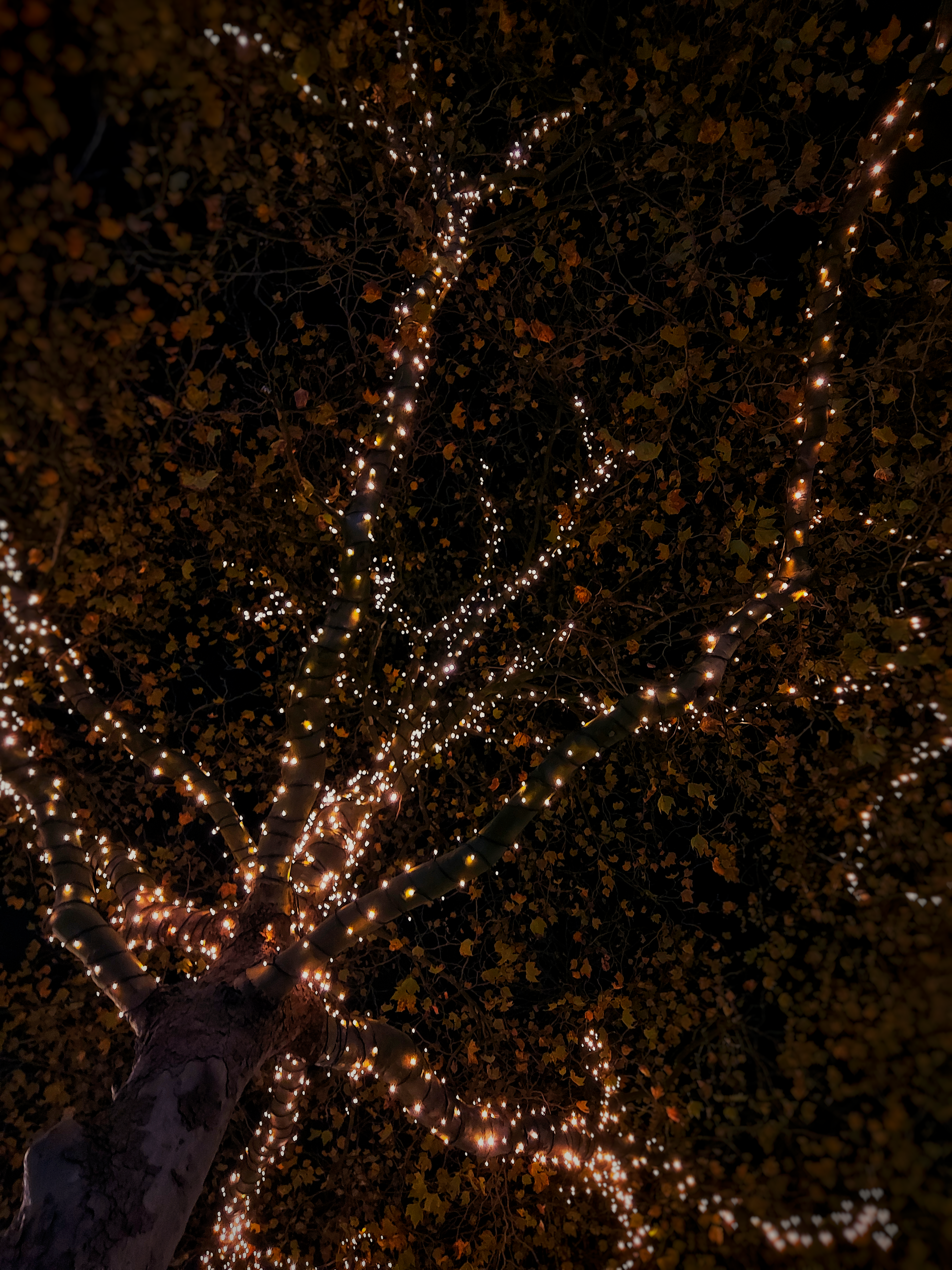 Night · Pexels