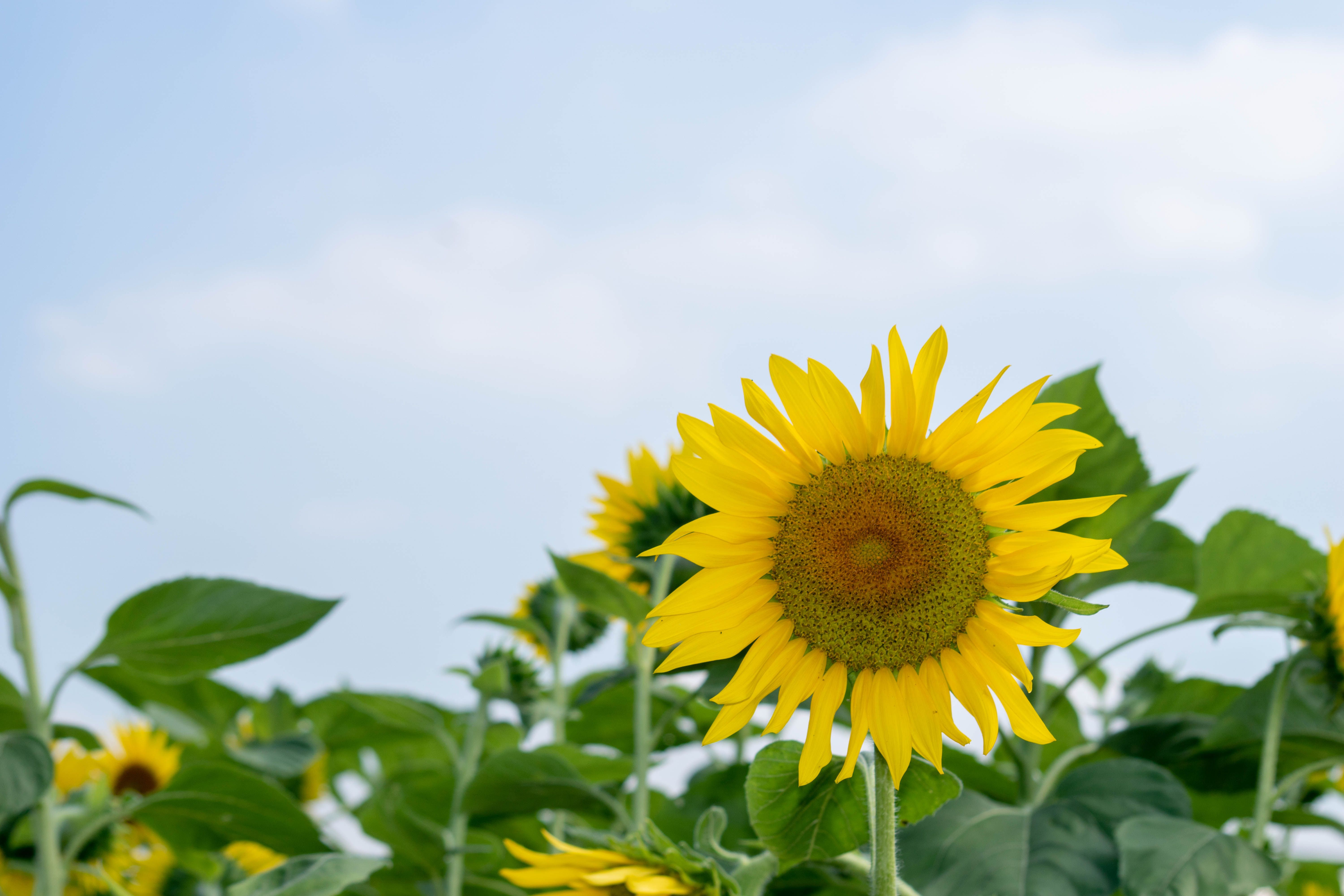 A Sunflower in Bloom Under White Clouds · Free Stock Photo