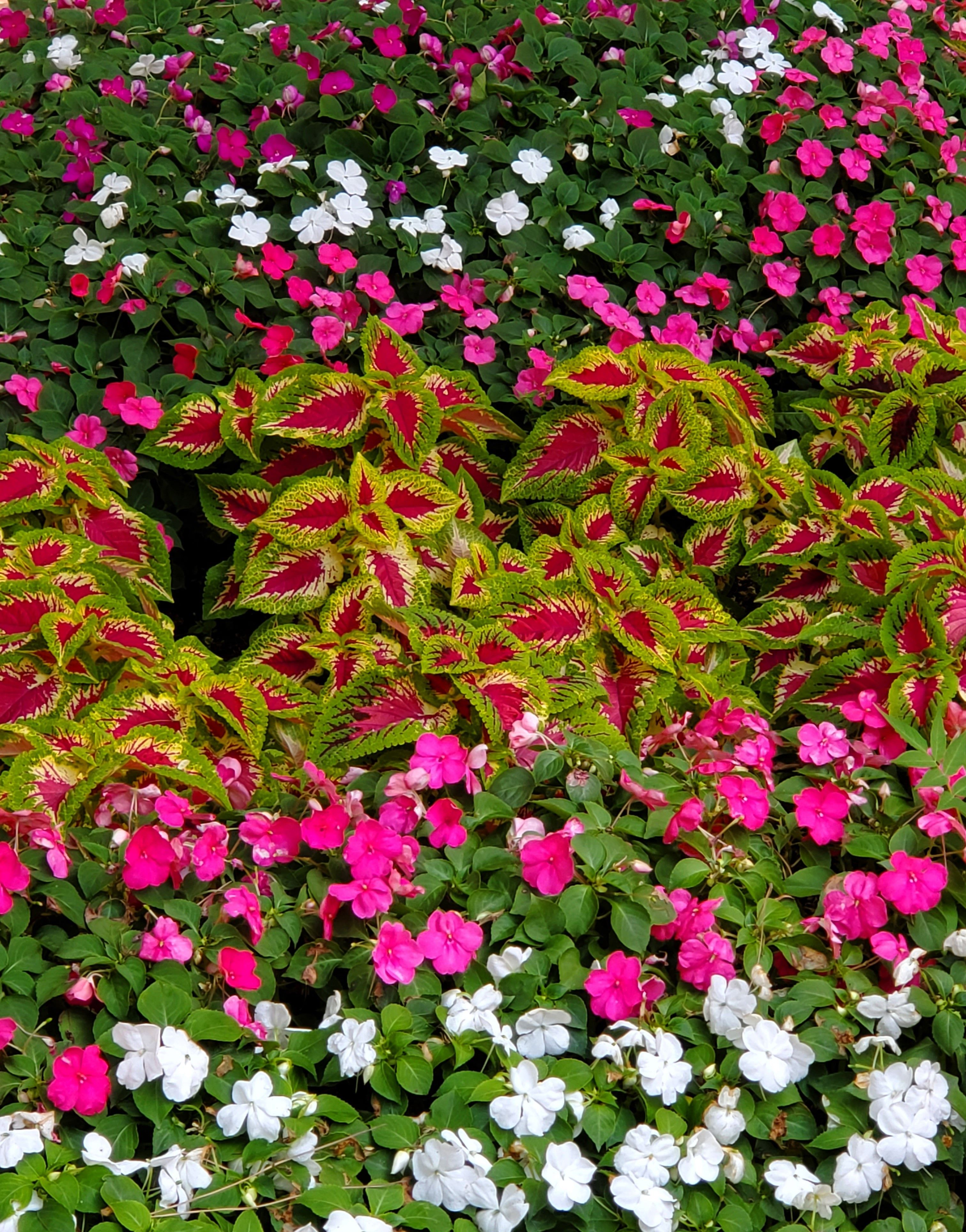 Impatiens Photos, Download The BEST Free Impatiens Stock Photos & HD Images