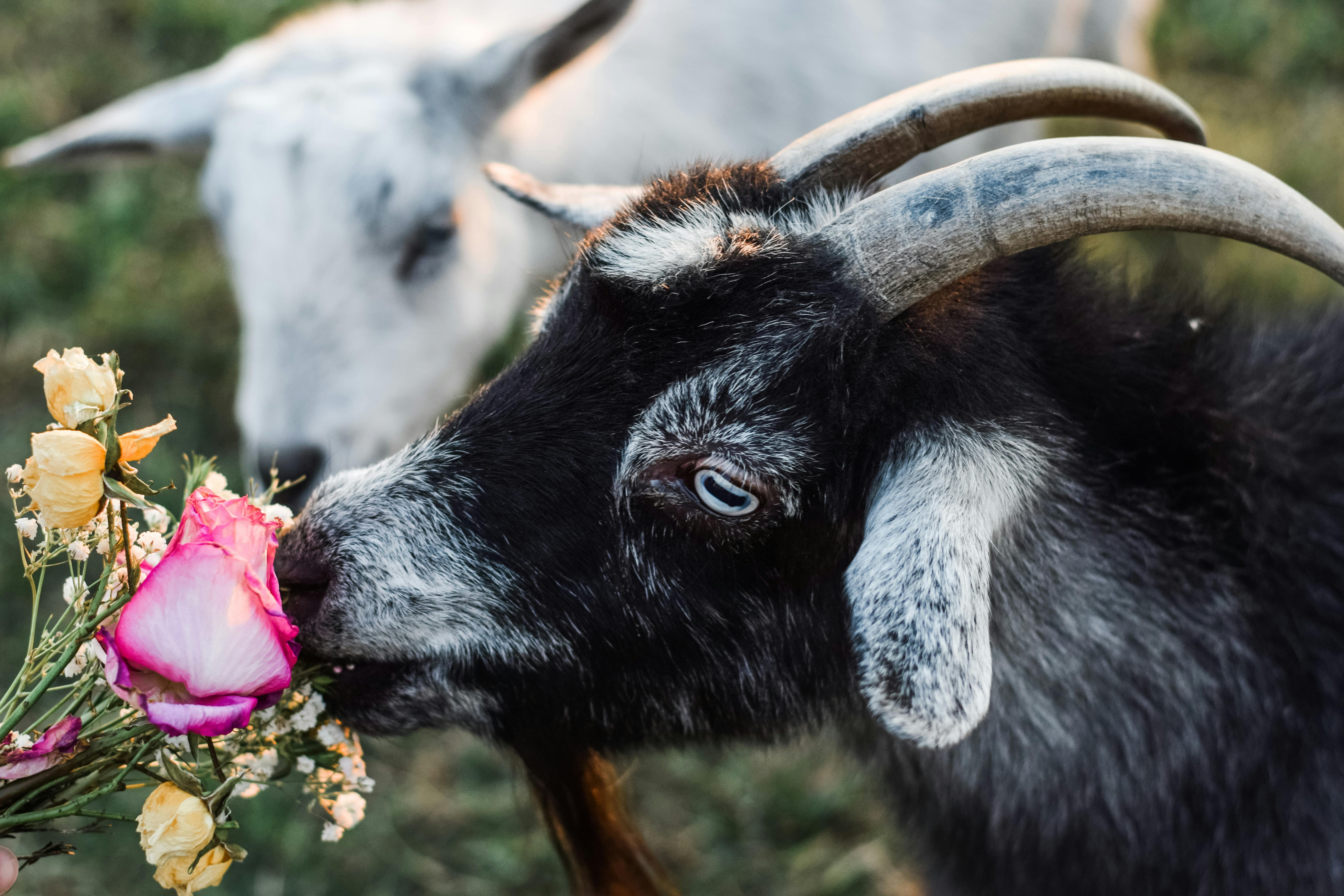 Black Goat Eating a Rose · Free Stock Photo