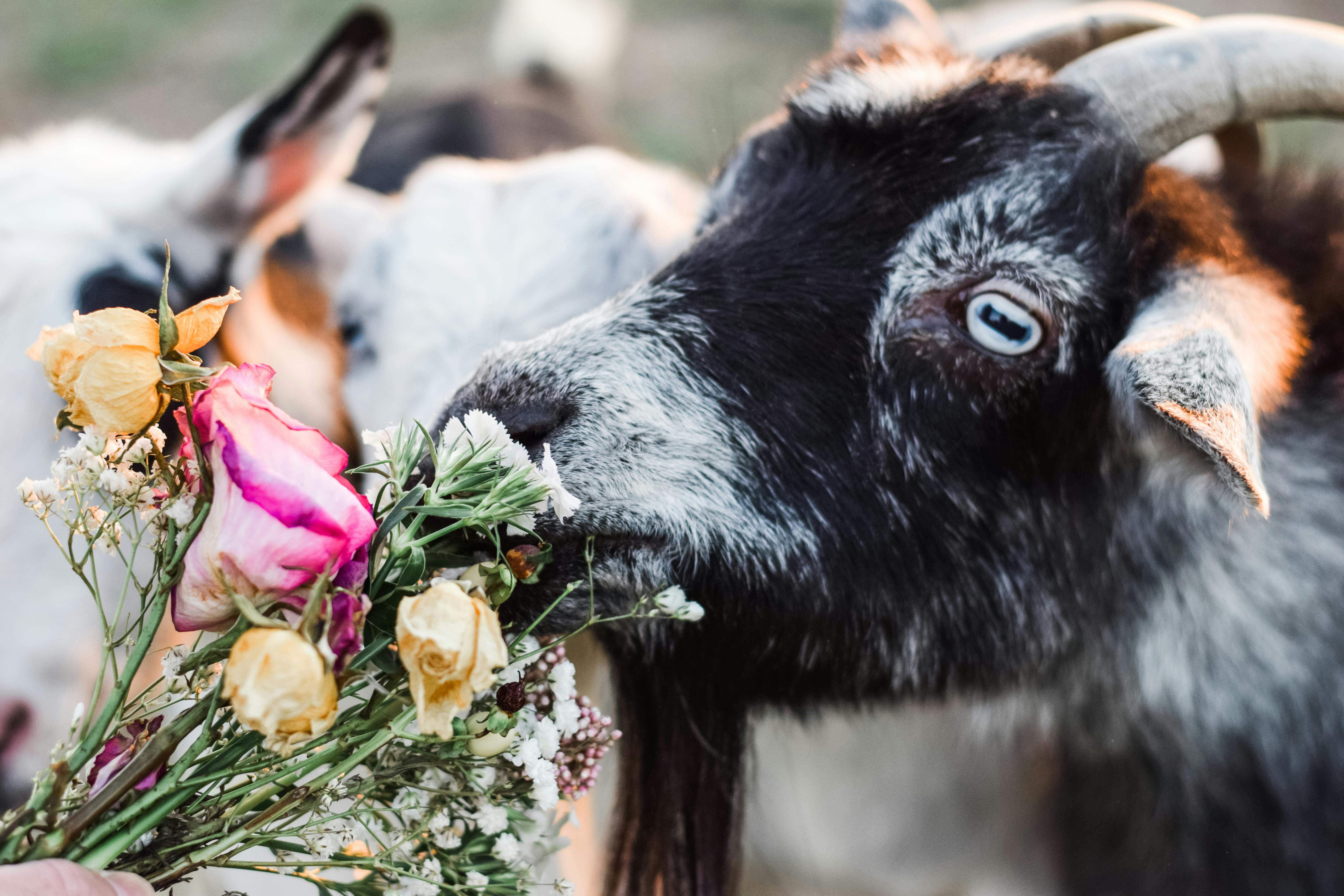 Close-up of a Goat Eating Flowers · Free Stock Photo