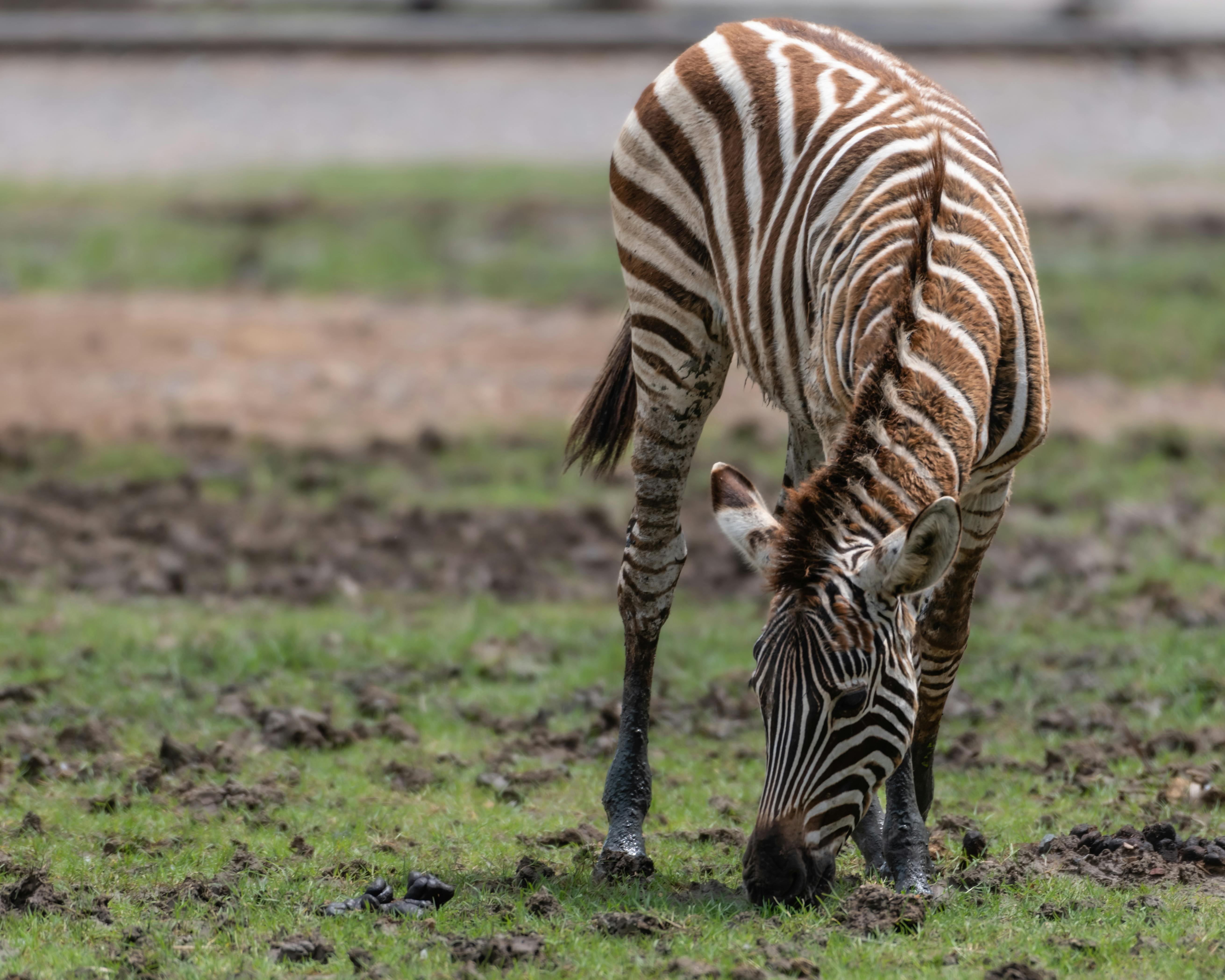 Zebra Feeding in Meadow · Free Stock Photo