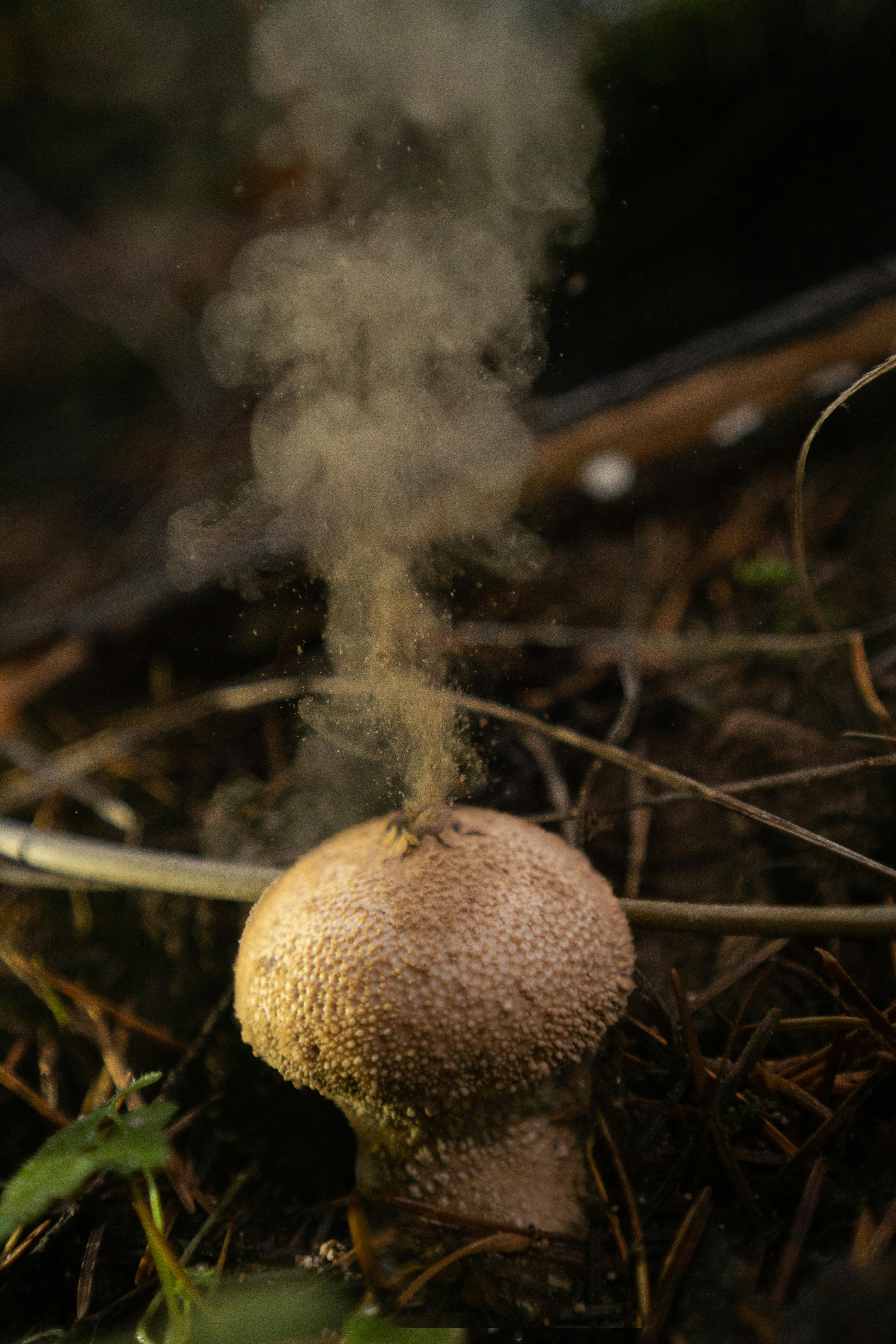Photo of a Puffball Releasing Spores · Free Stock Photo