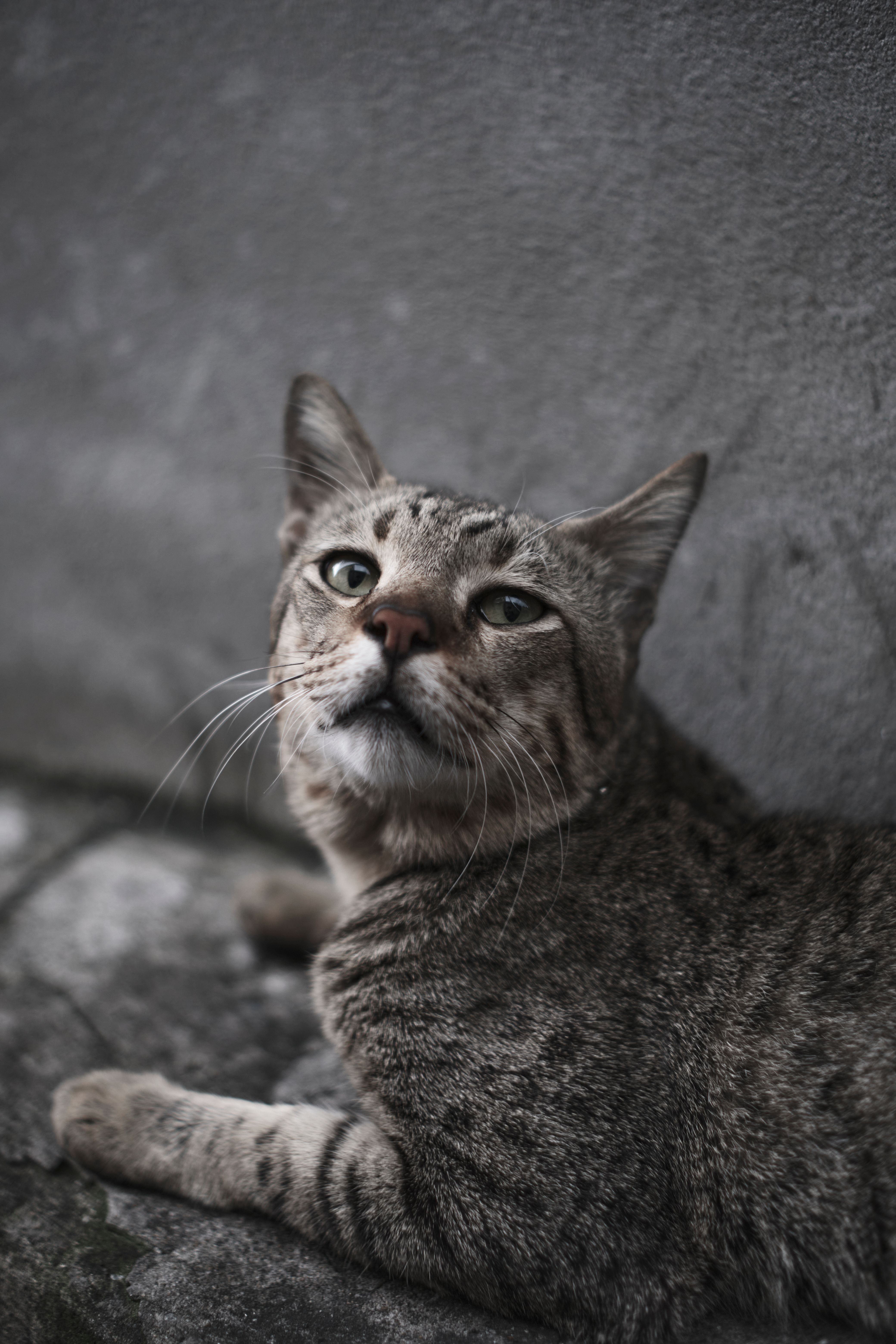 Photo of a Tabby Cat · Free Stock Photo