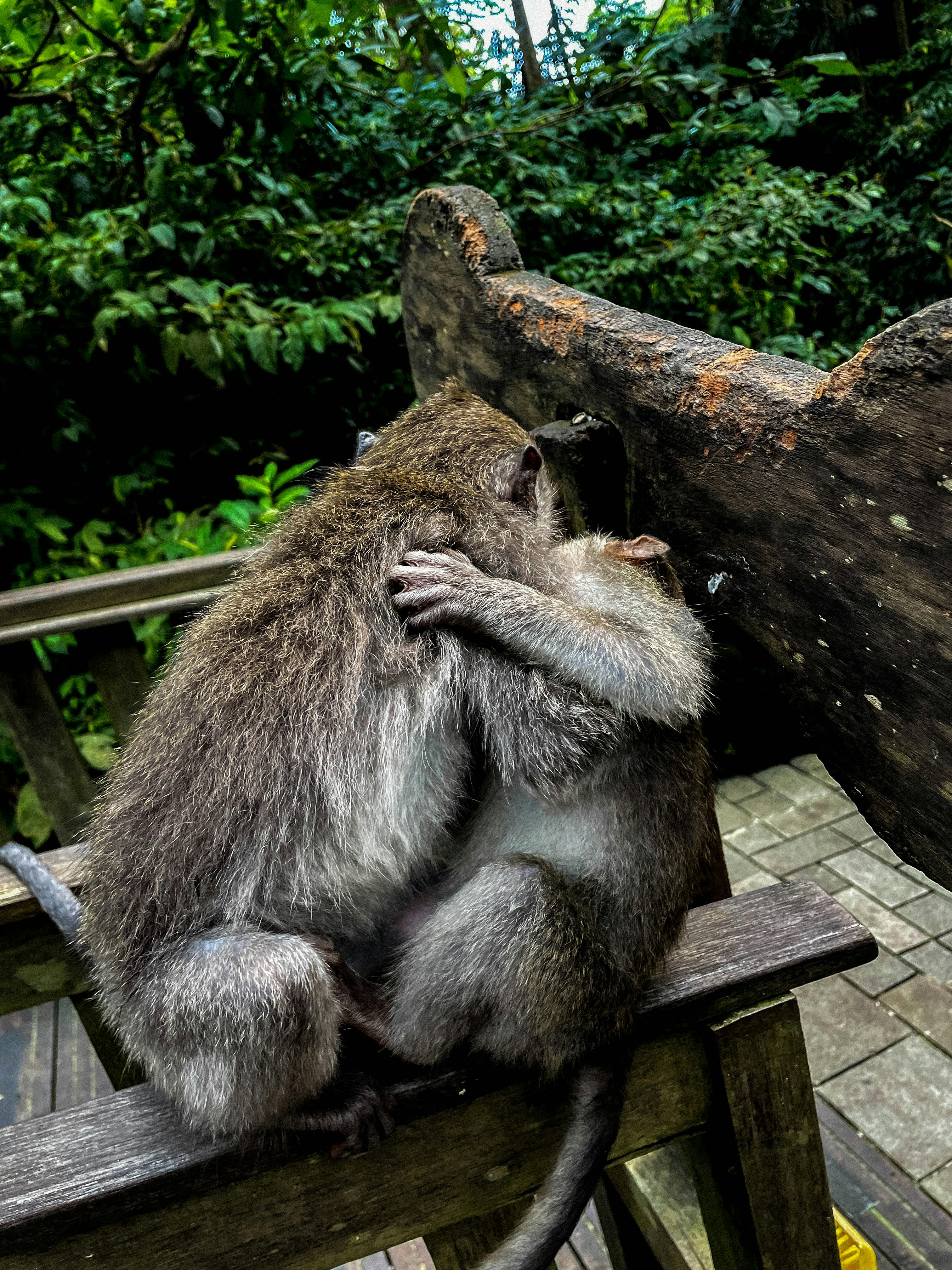 Monkeys Hugging Photos, Download The BEST Free Monkeys Hugging Stock ...