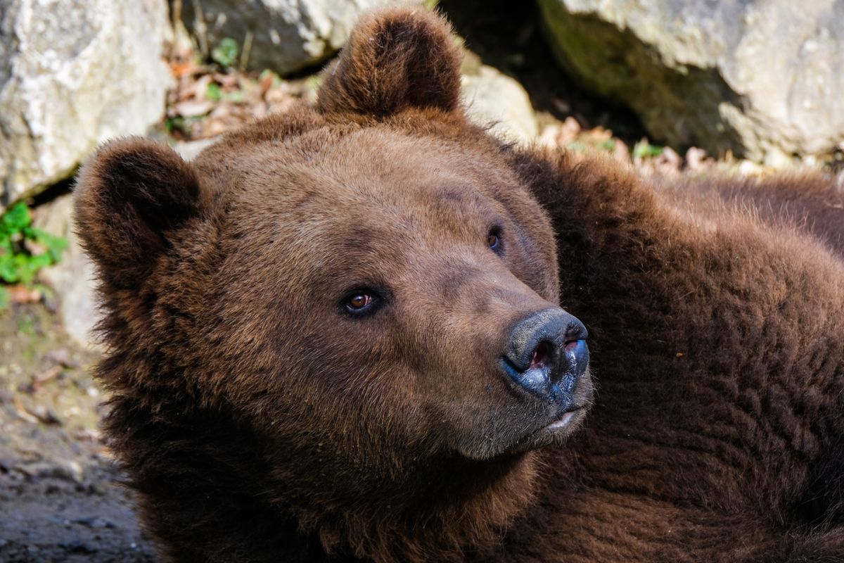 The Last Grizzly Bear in California: A Fading Legacy