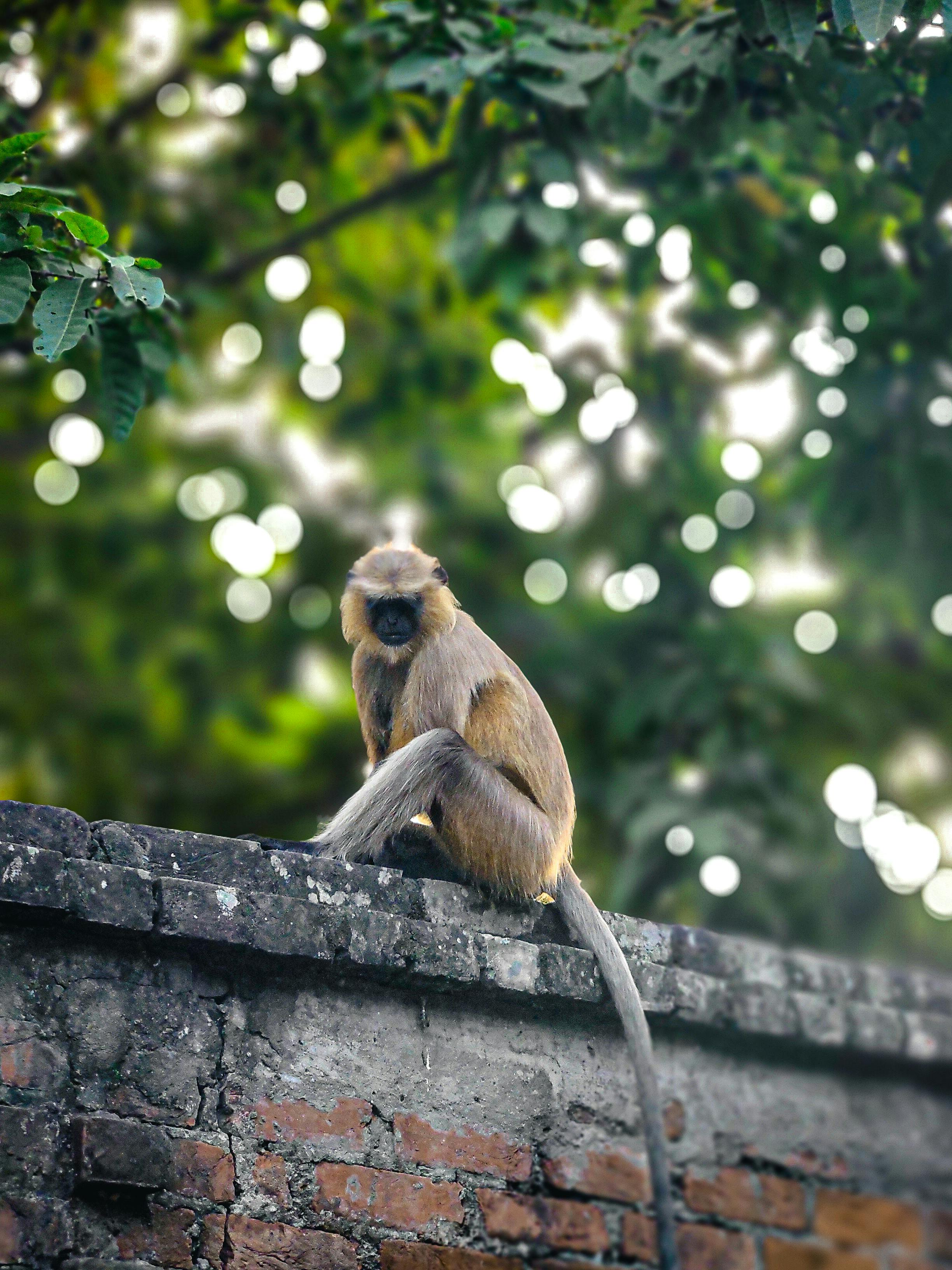 Intelligent Monkey Photos, Download The BEST Free Intelligent Monkey ...