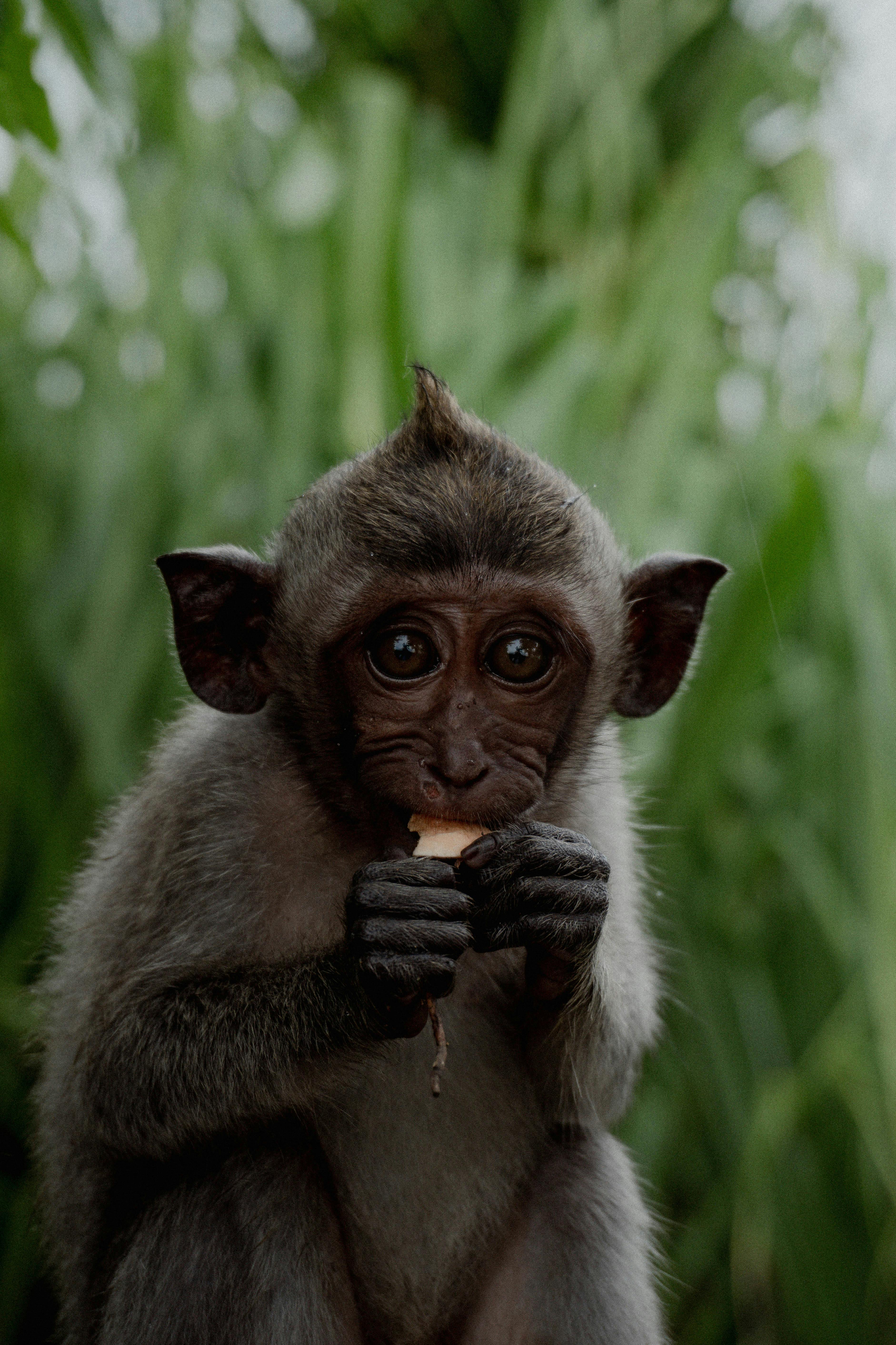Photo of an Cute Macaque · Free Stock Photo