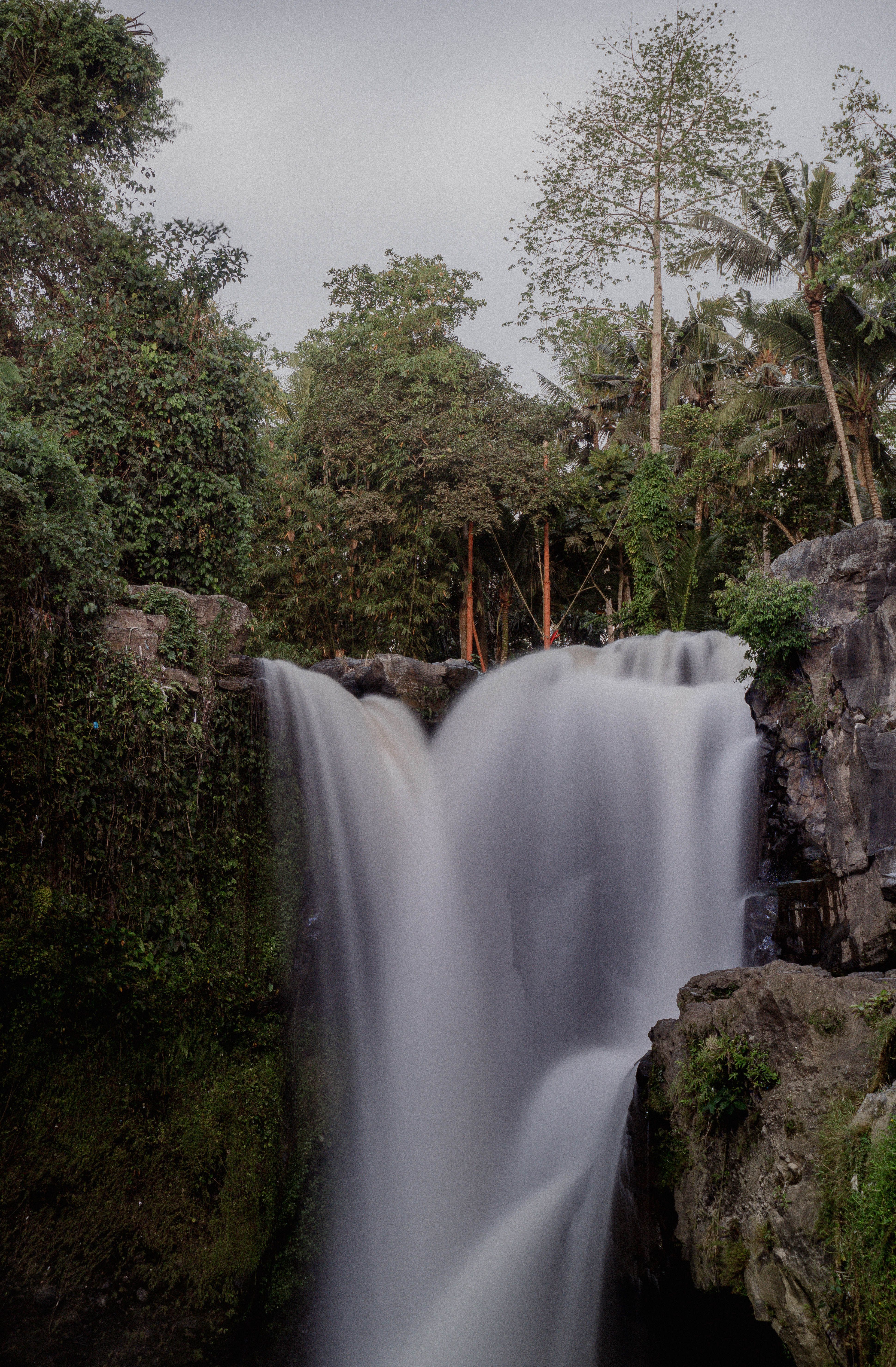 Jungle Landscapes Photos, Download The BEST Free Jungle Landscapes ...