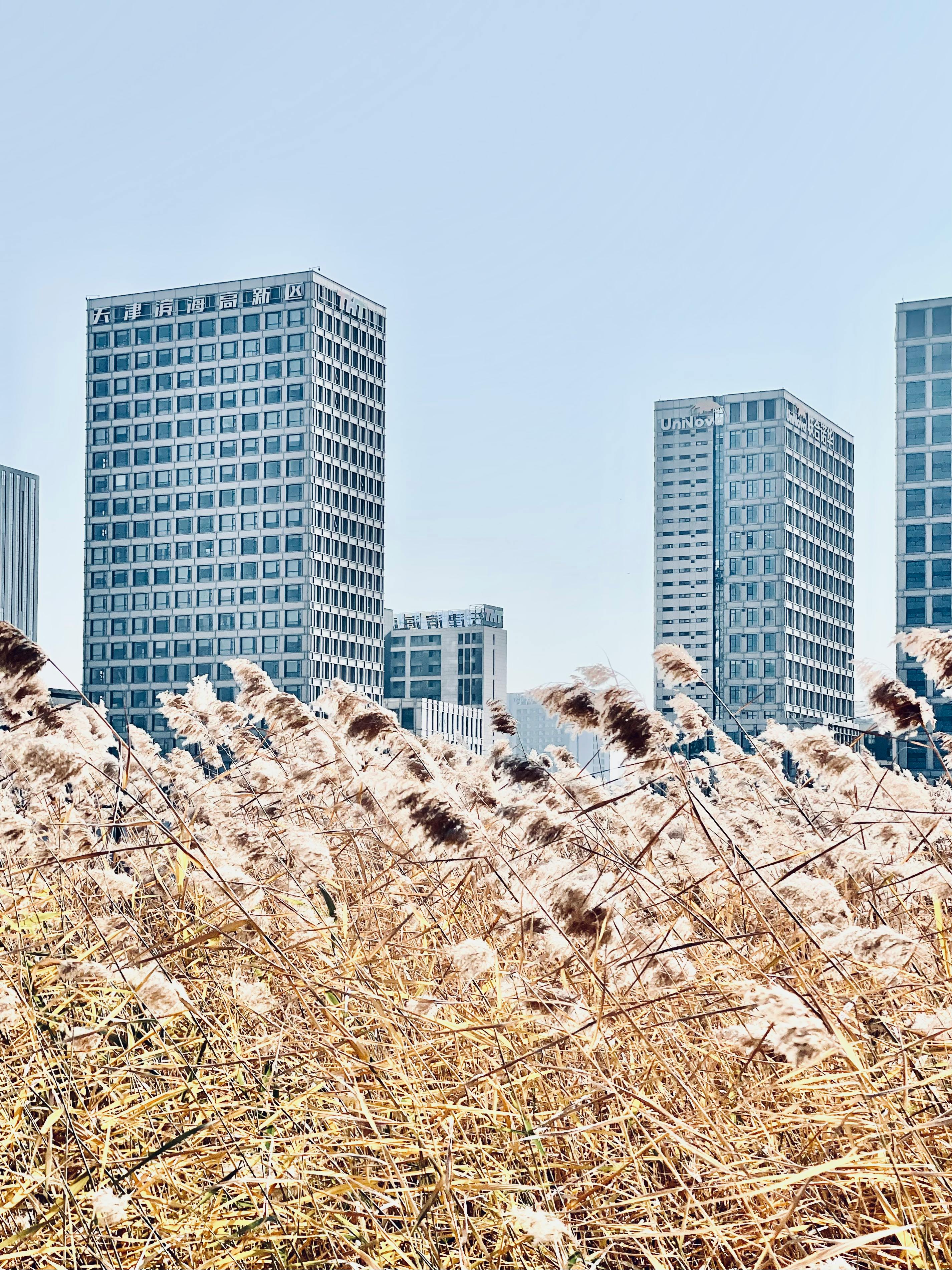 High Rise Residential Blocks in City · Free Stock Photo