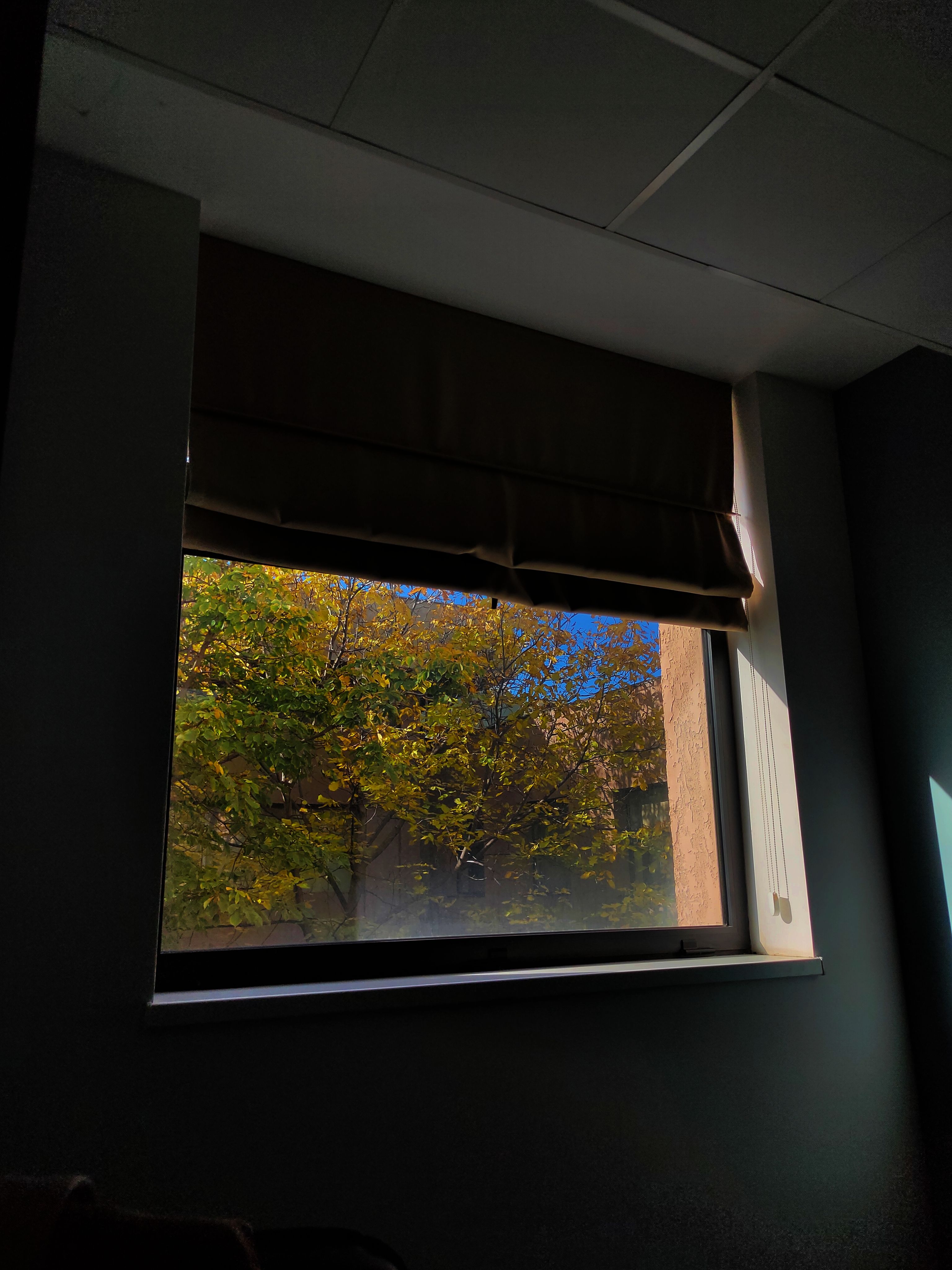 View of the Green Trees from the Glass Window · Free Stock Photo