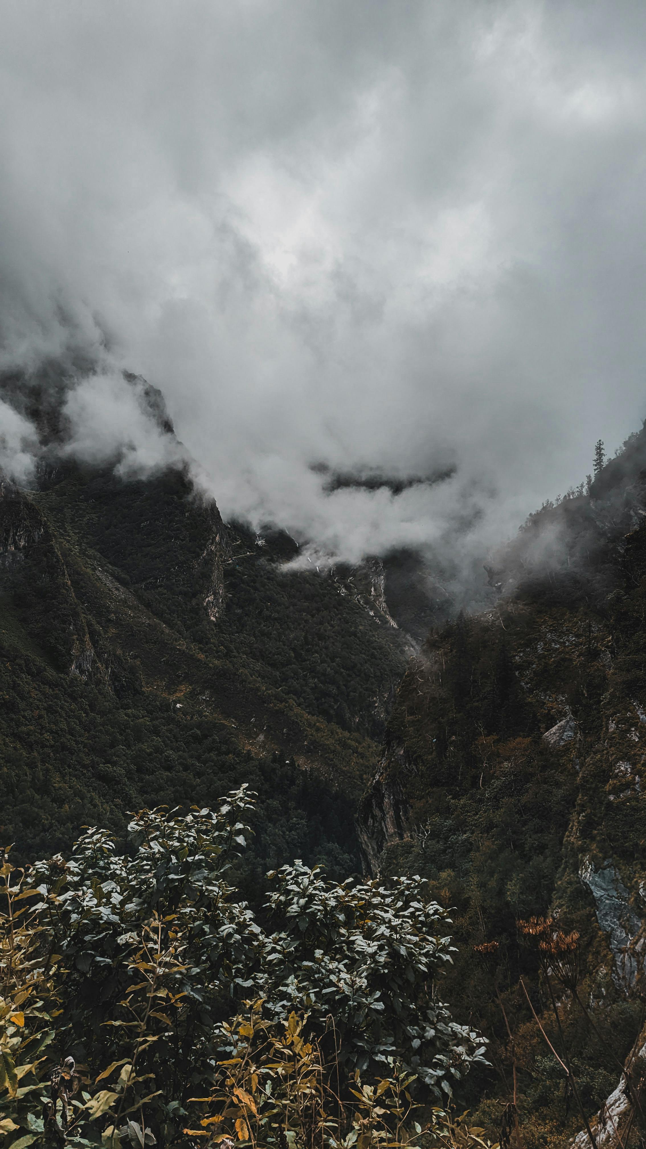 Green Trees Beside Mountains With Fogs during Daytime · Free Stock Photo
