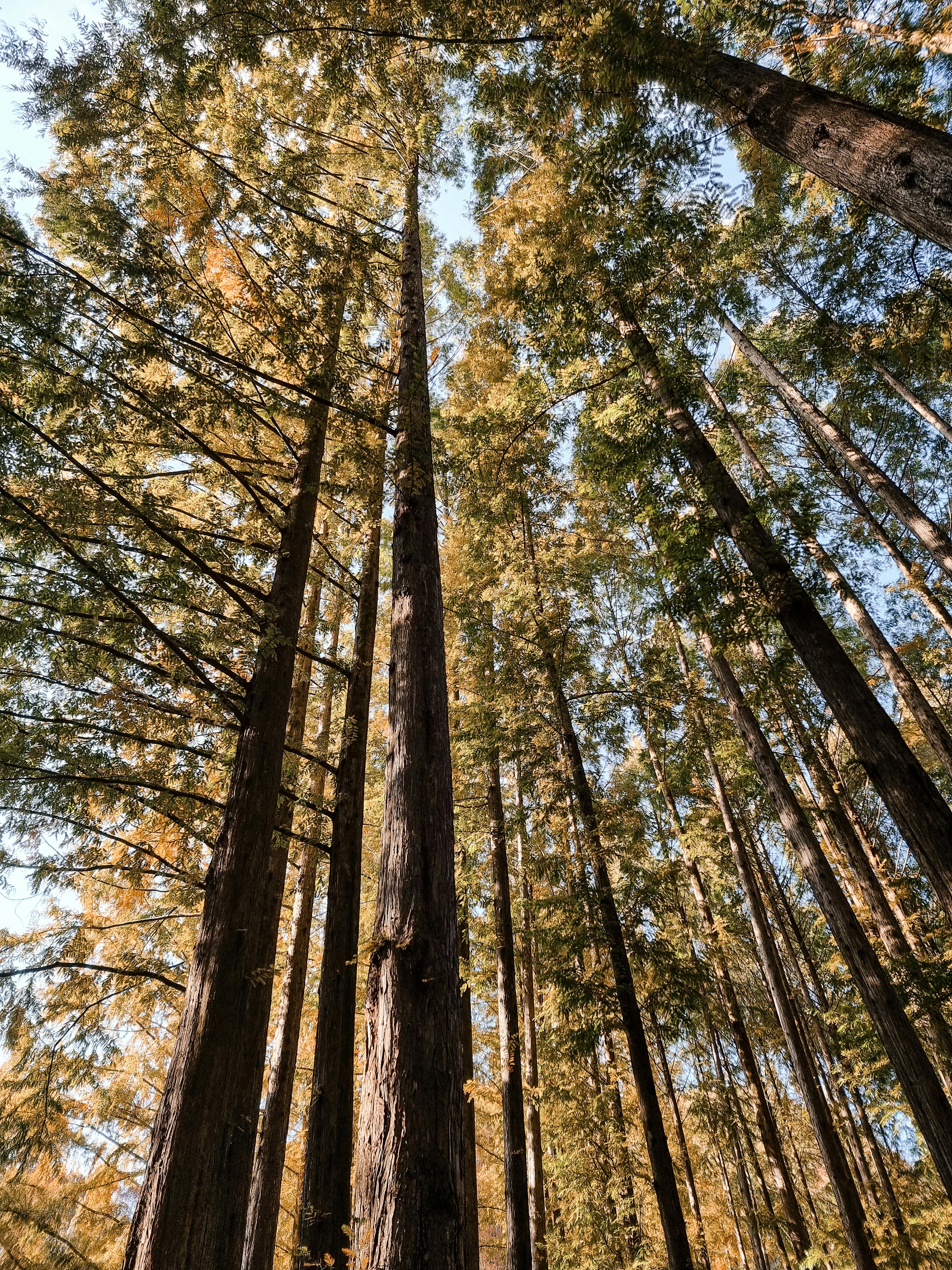 Low Angle Shot of Forest Trees · Free Stock Photo
