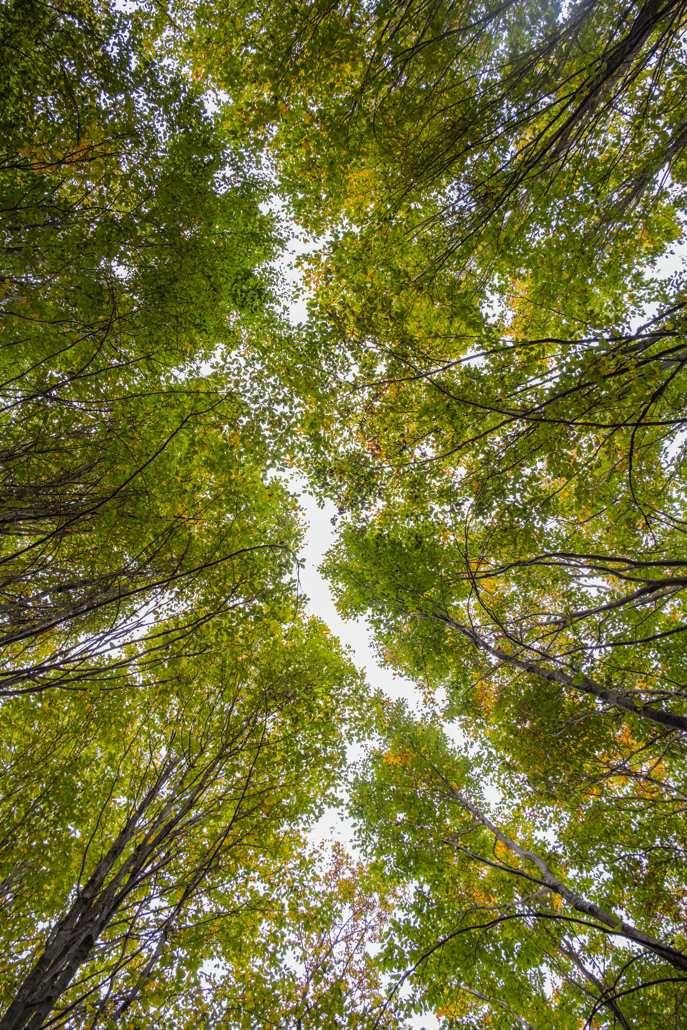 Low Angle Shot of Trees · Free Stock Photo