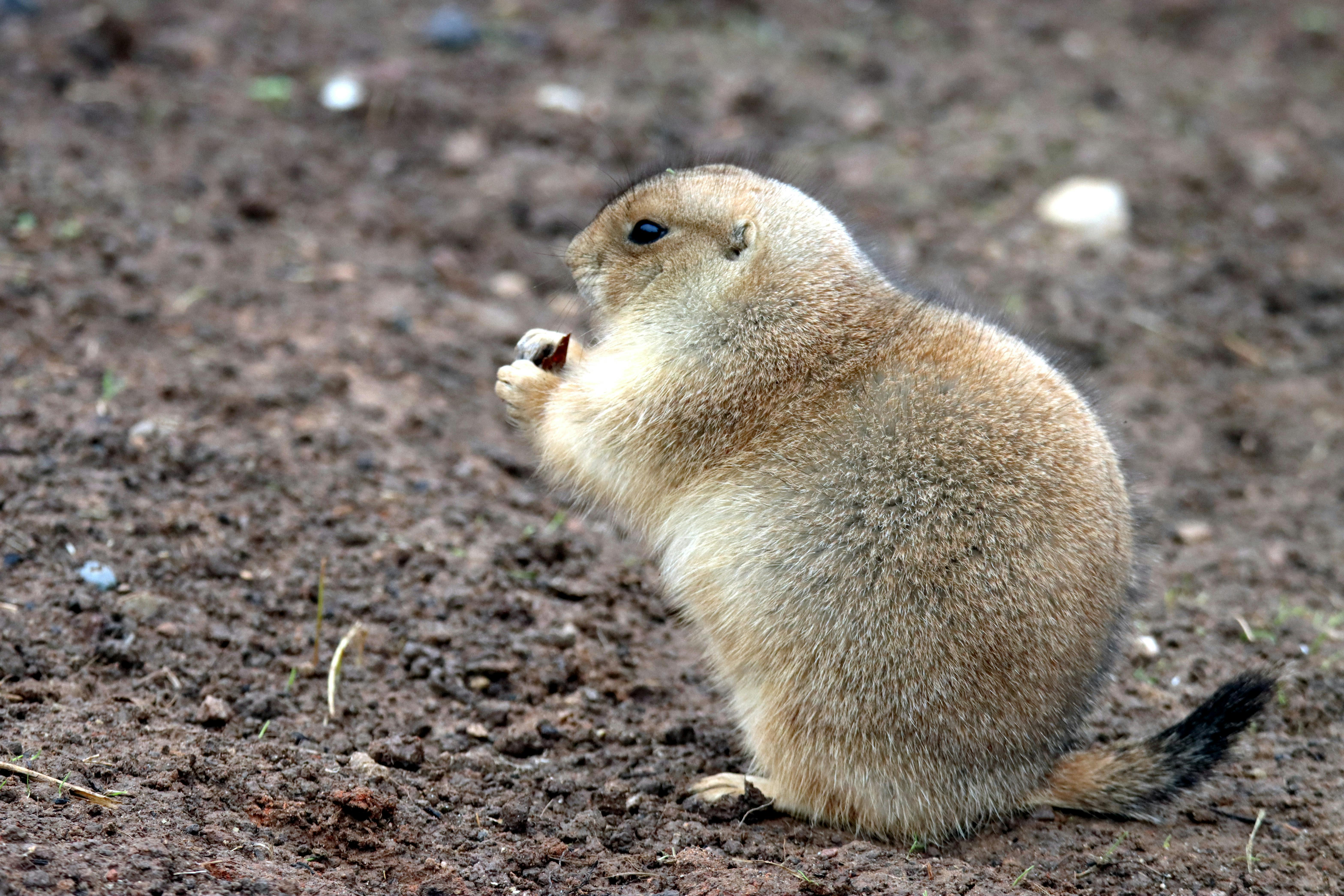 Close-Up Shot of a Prairie Dog · Free Stock Photo