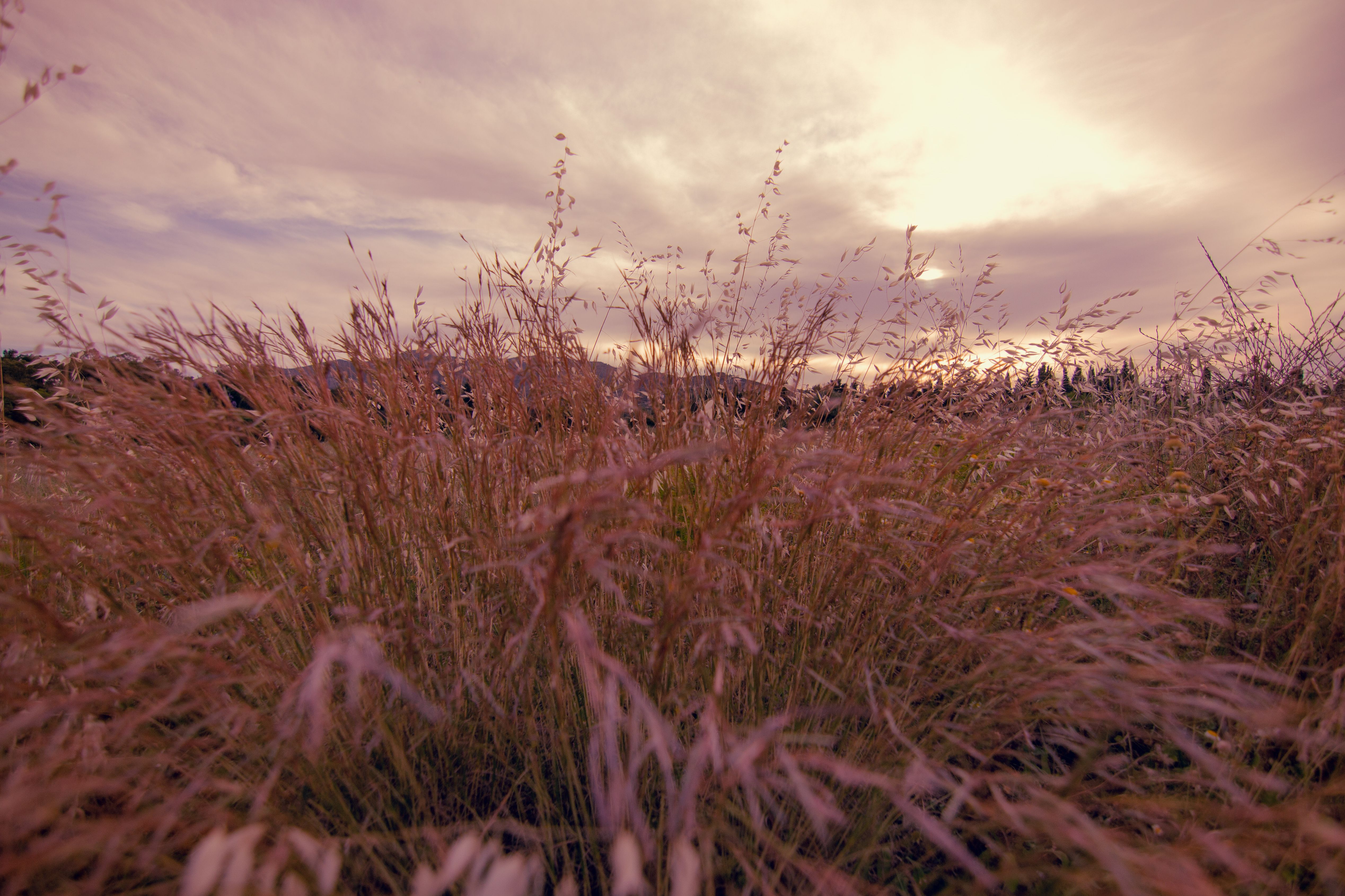 Photo of a Grass Field · Free Stock Photo