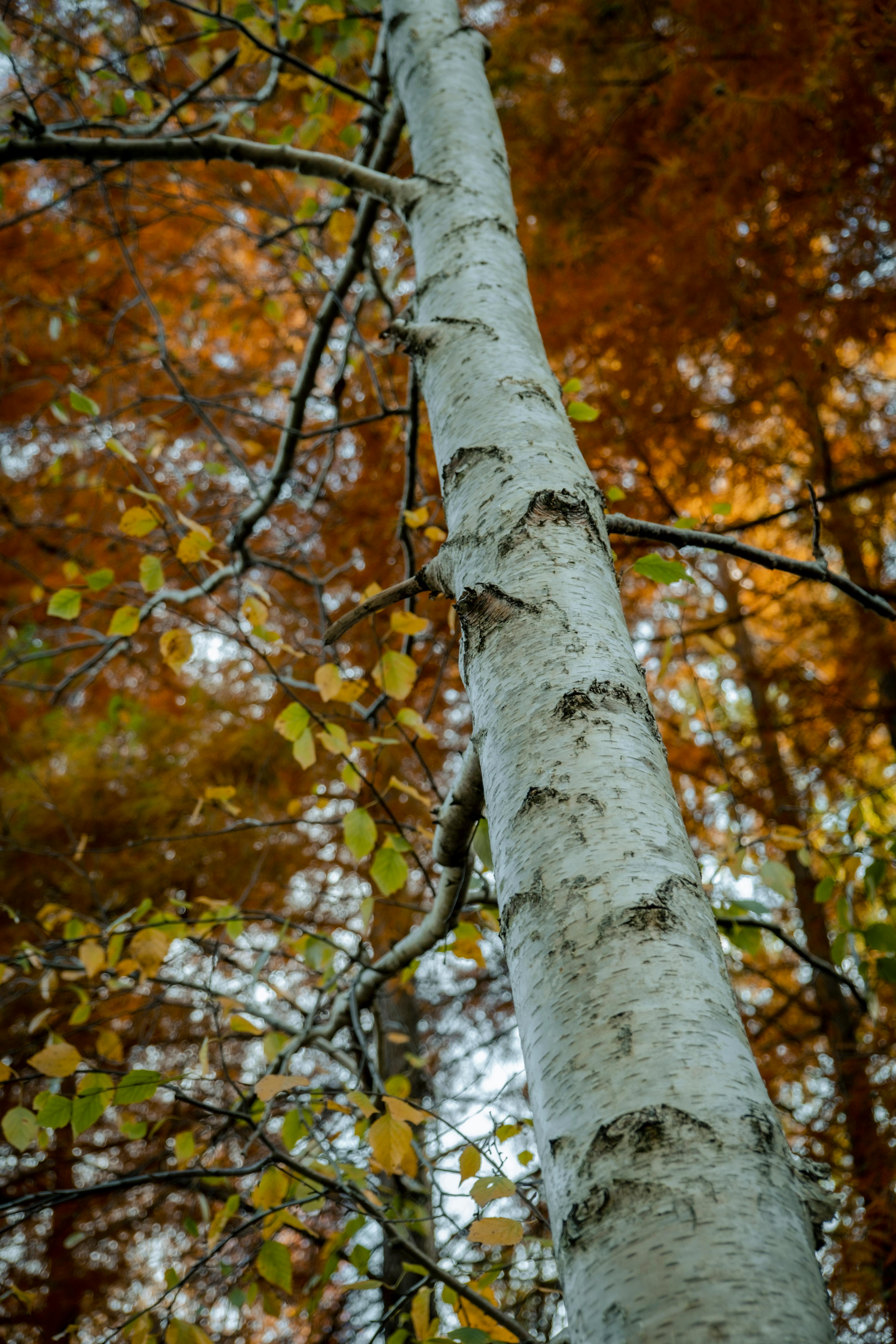 Close Up Photo of Birch Tree · Free Stock Photo