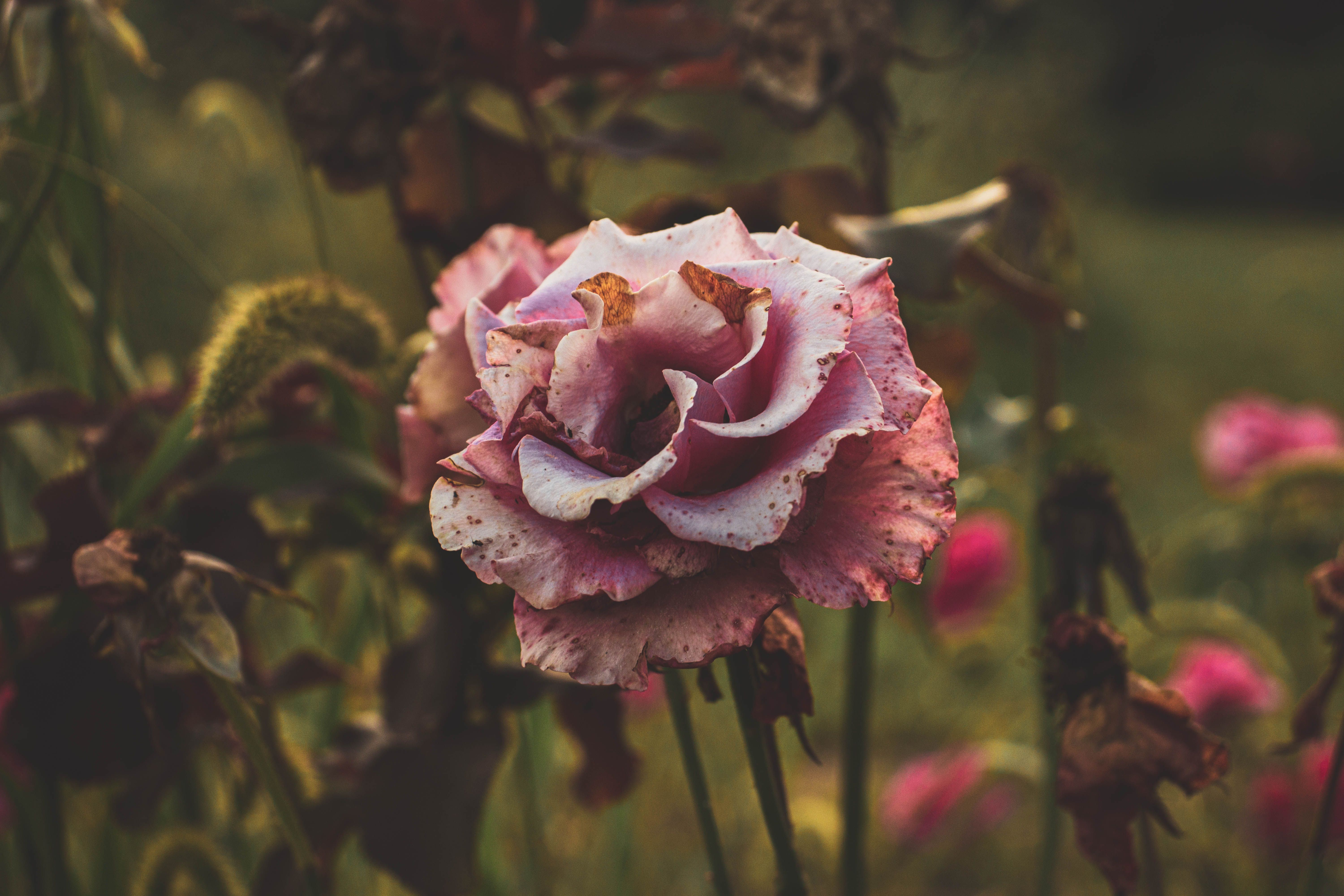 Rose In Close Up Photography Free Stock Photo