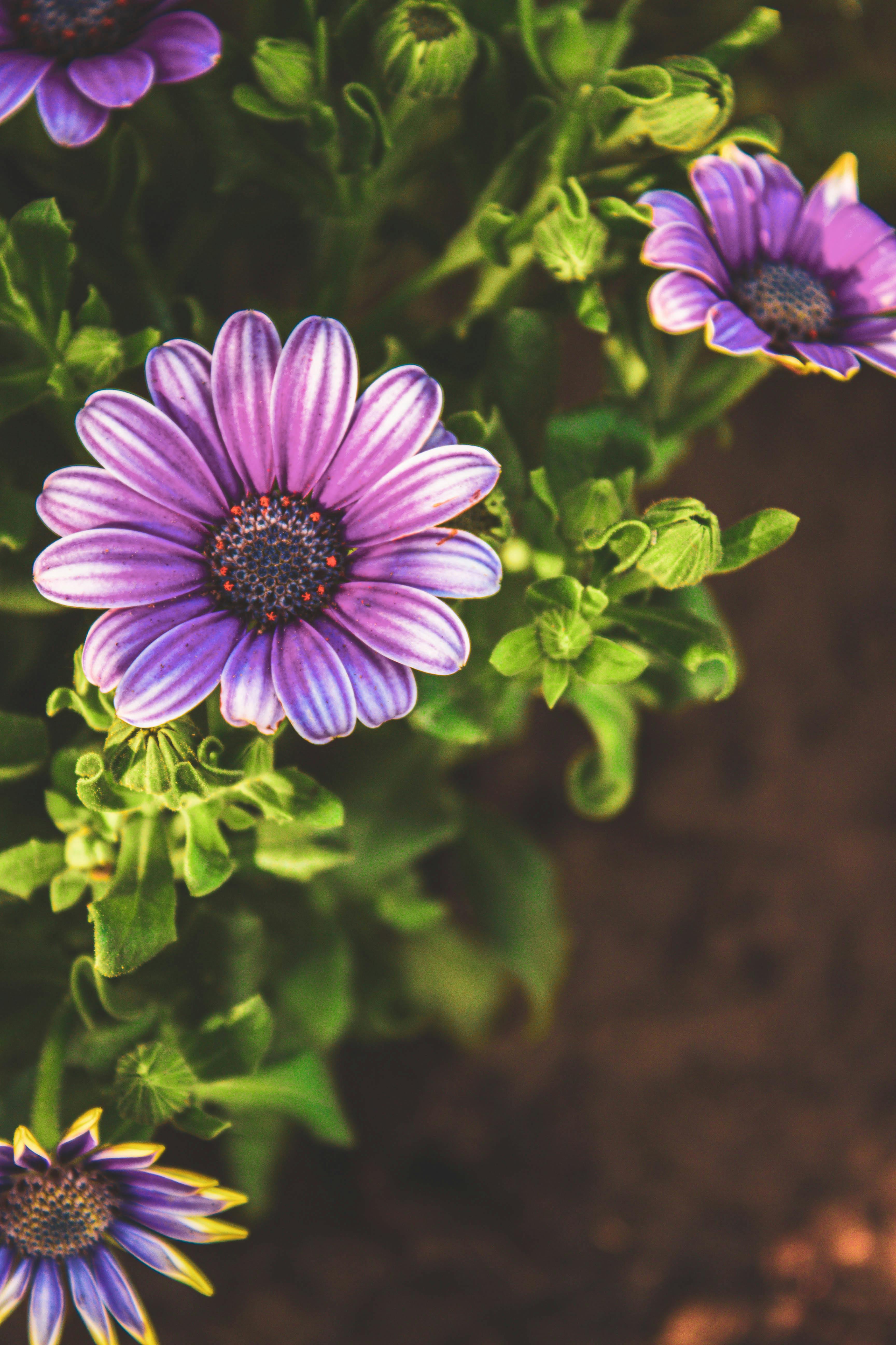 Purple Flowers Near Building Windows · Free Stock Photo