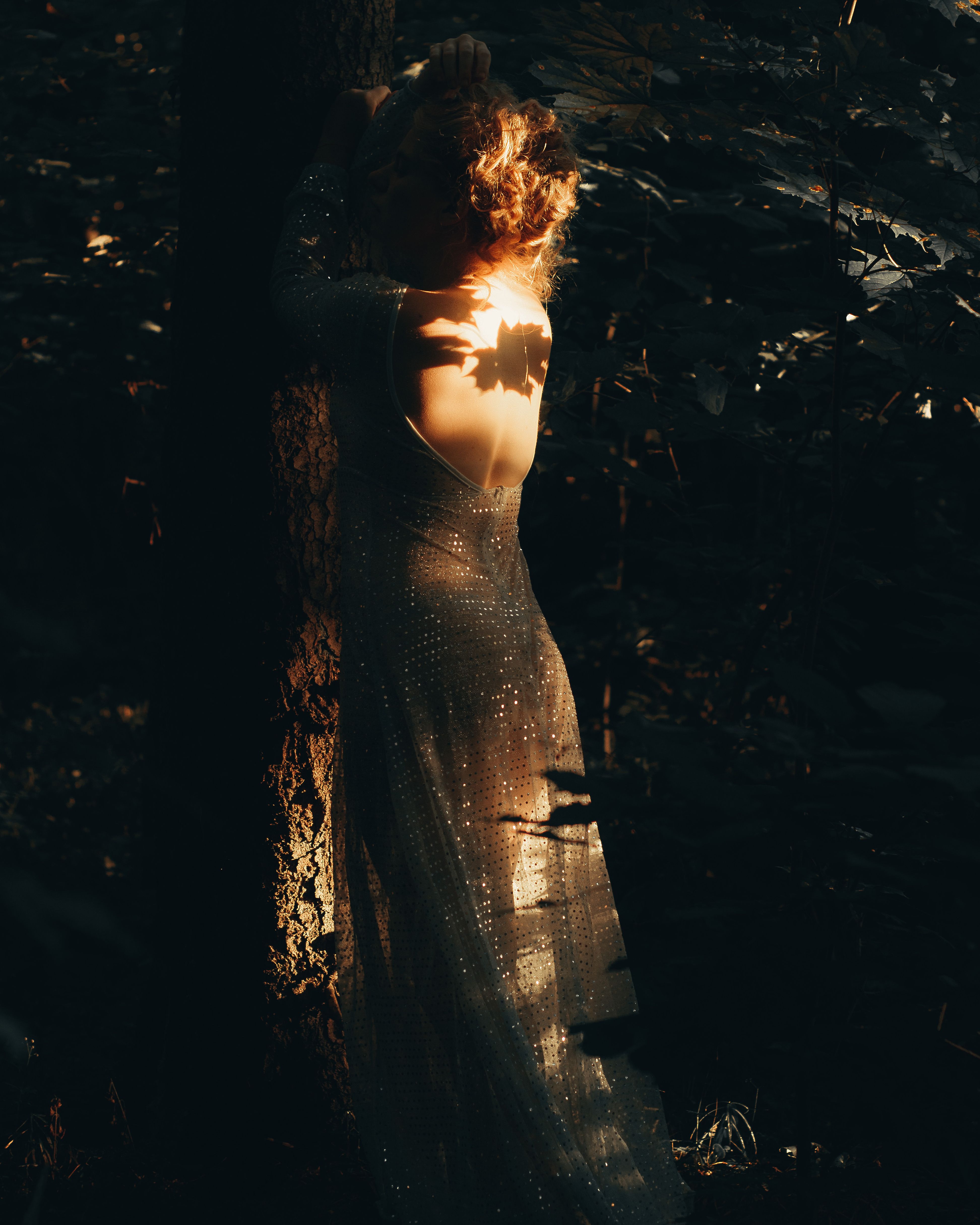 Forrest And Sunlight Photos, Download Free Forrest And Sunlight Stock ...