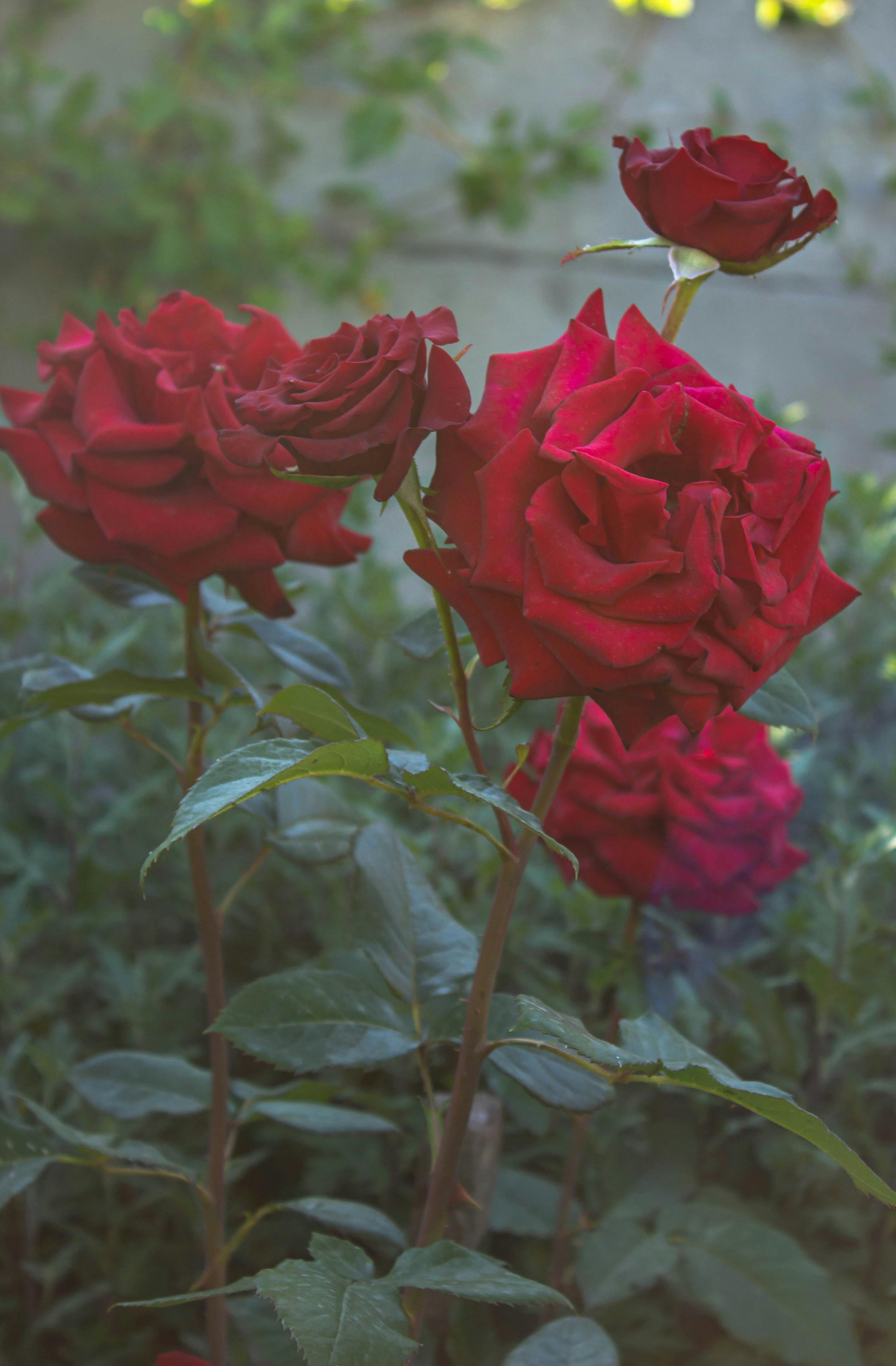 Red Flowers on White Concrete Outdoor Fountain · Free Stock Photo