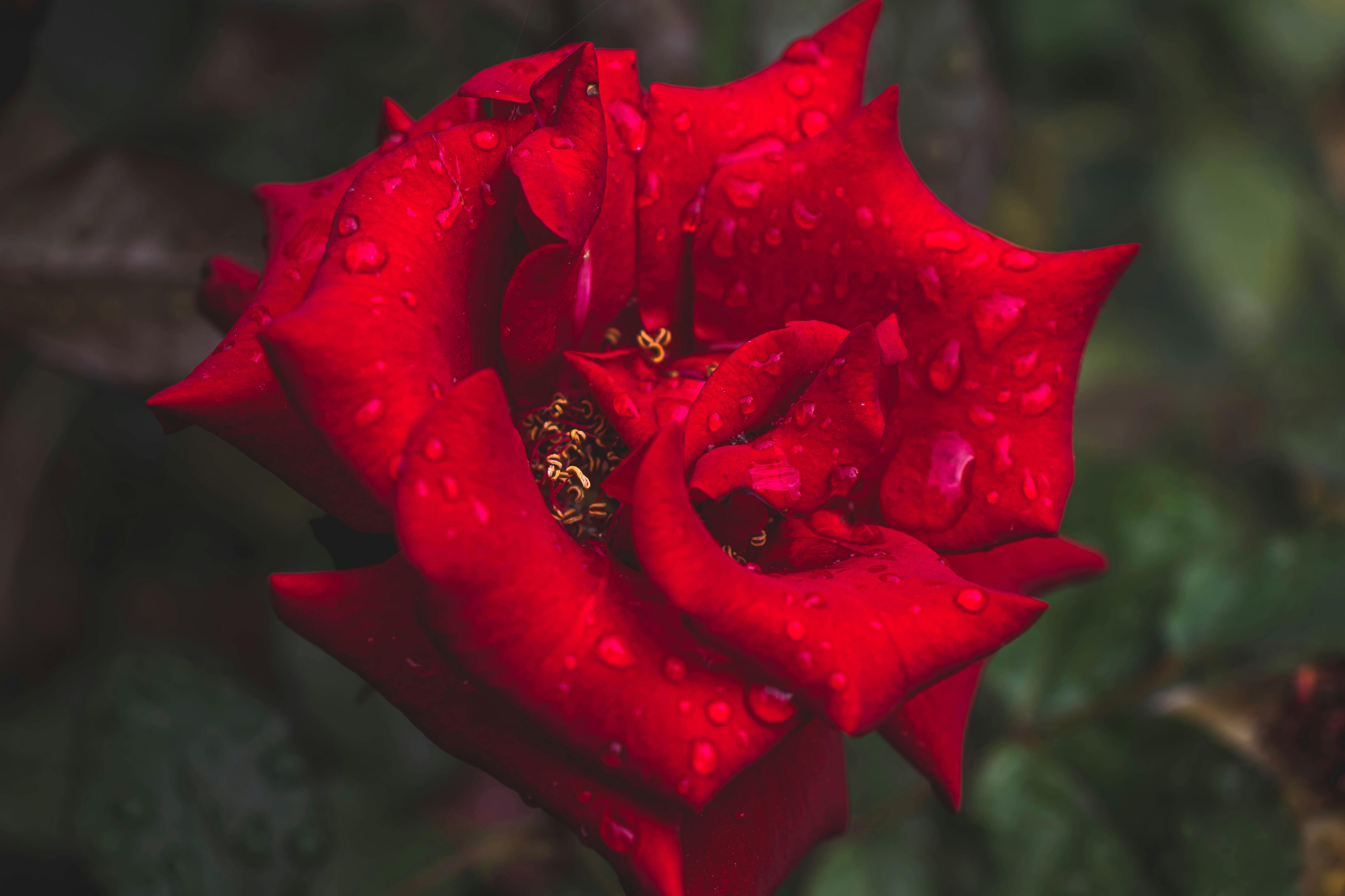 A Wet Red Rose in Bloom · Free Stock Photo