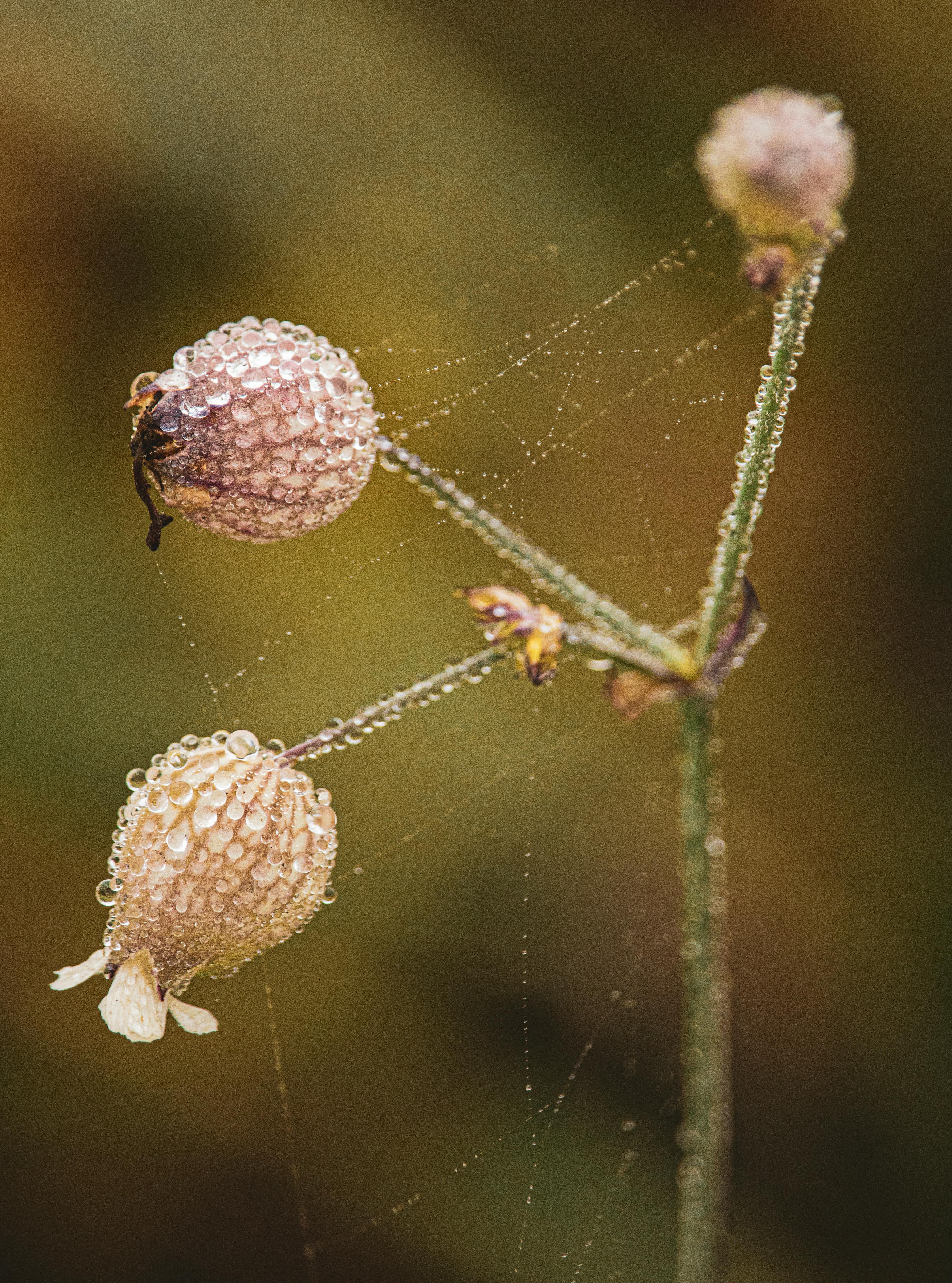 Cobwebs on Flower Buds · Free Stock Photo