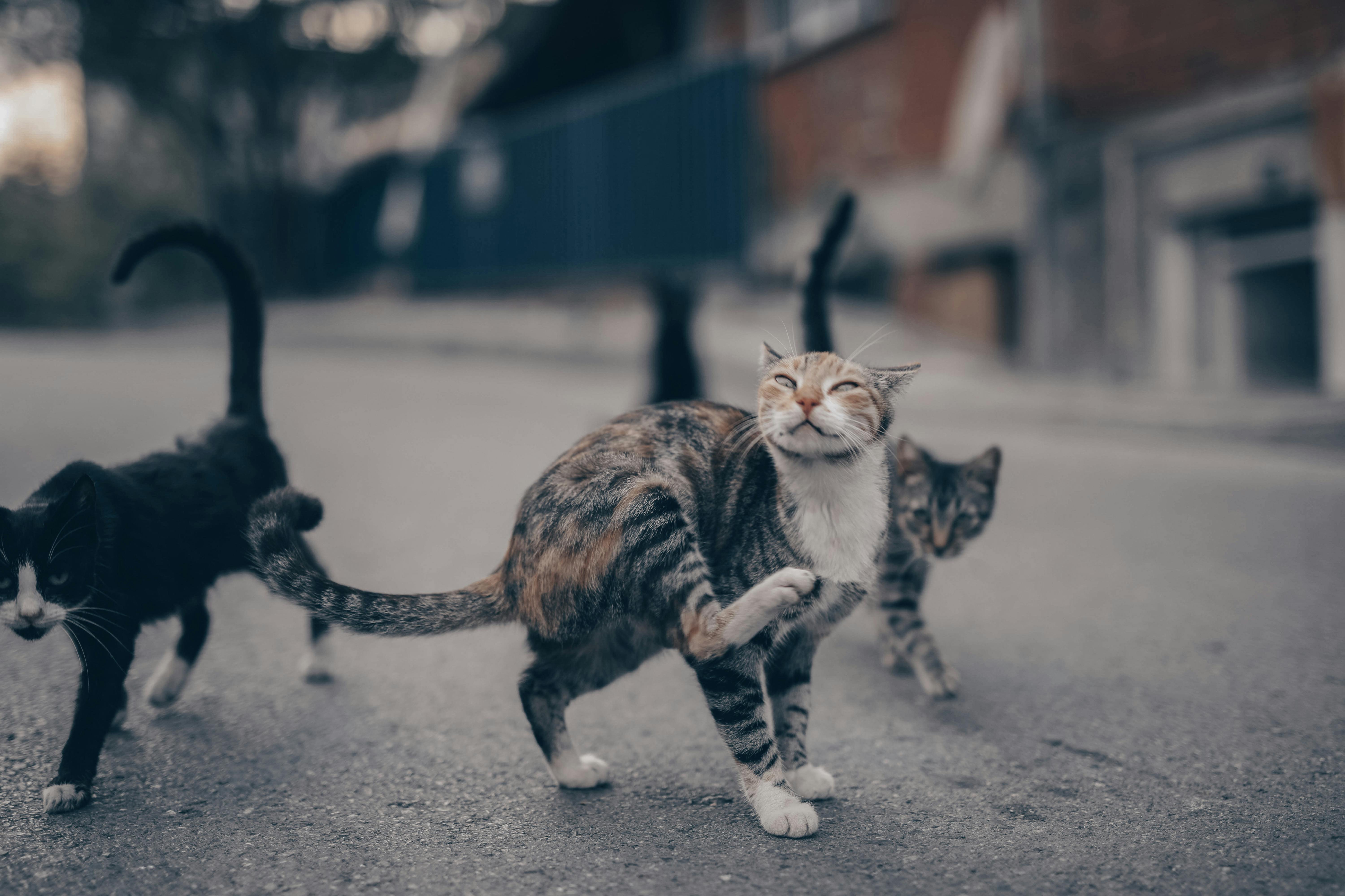 Cats Street Photos, Download The BEST Free Cats Street Stock Photos ...